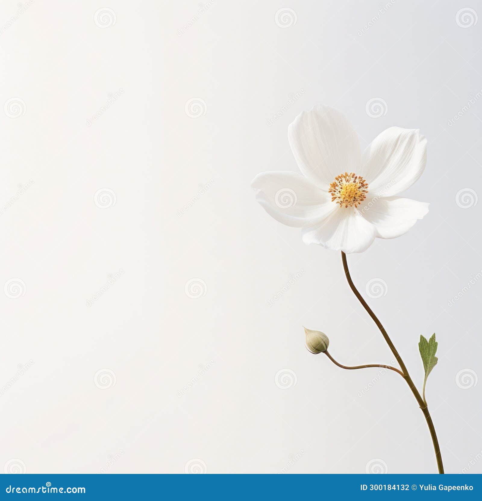A Simple White Flower is Isolated Stock Photo - Image of flower, season ...