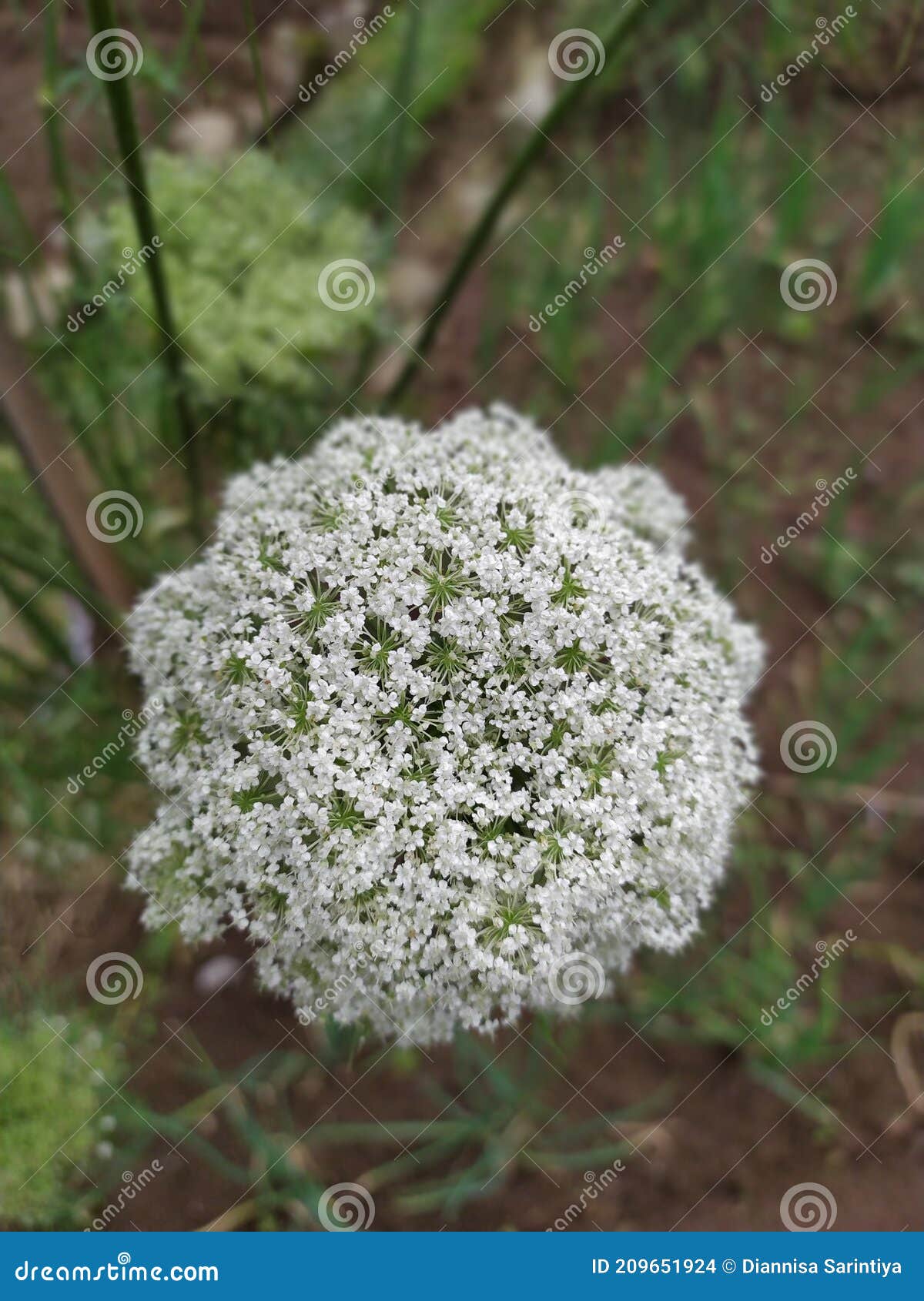 A simple white flowers stock photo. Image of nature - 209651924