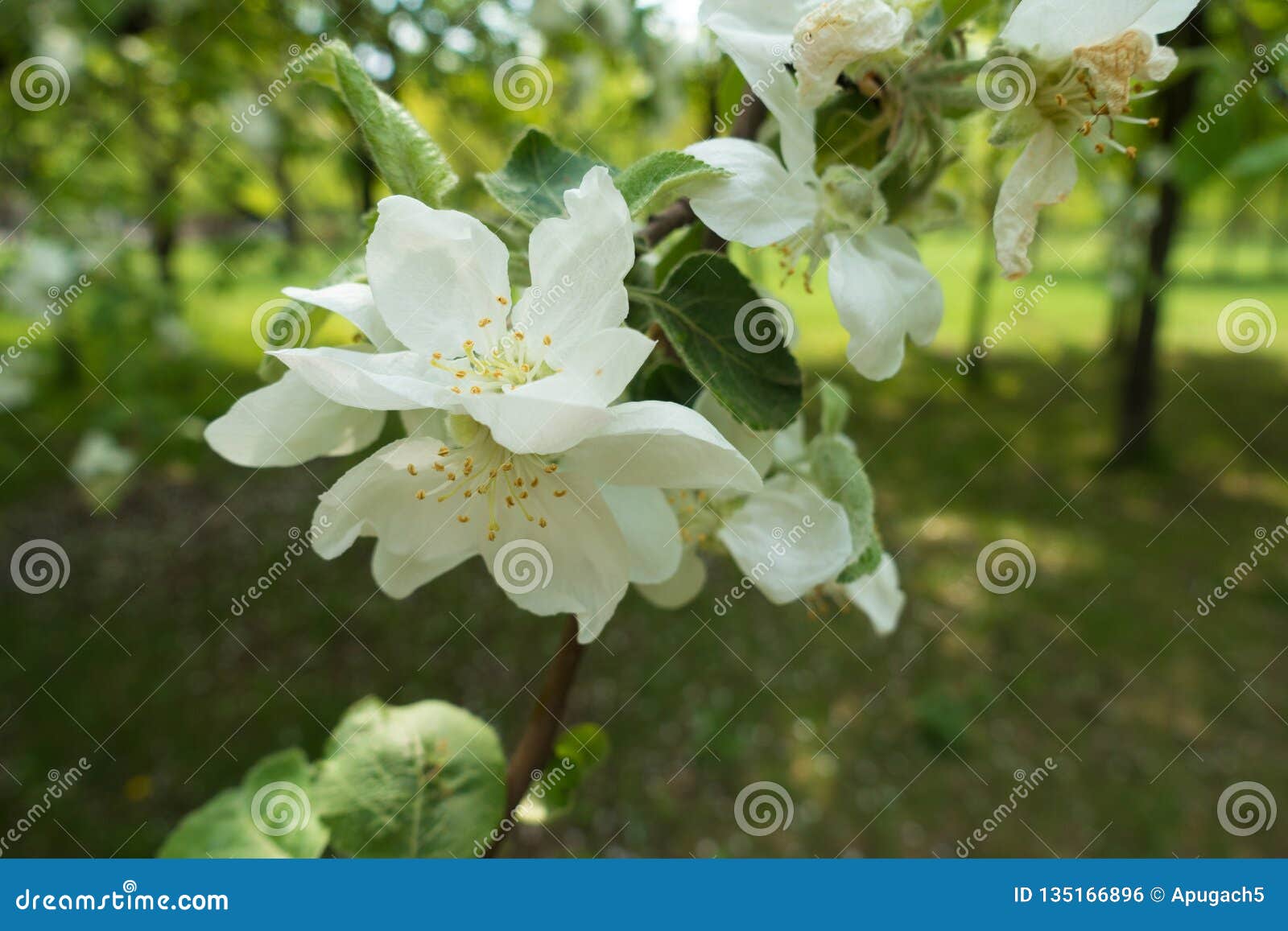 Simple White Flowers of Apple Stock Photo - Image of fresh, flower ...