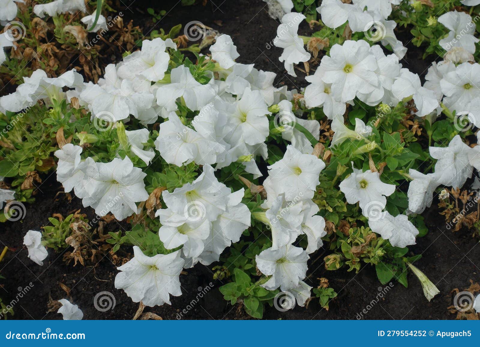 Simple White Flowers of Petunias Stock Photo - Image of hybrida, summer ...