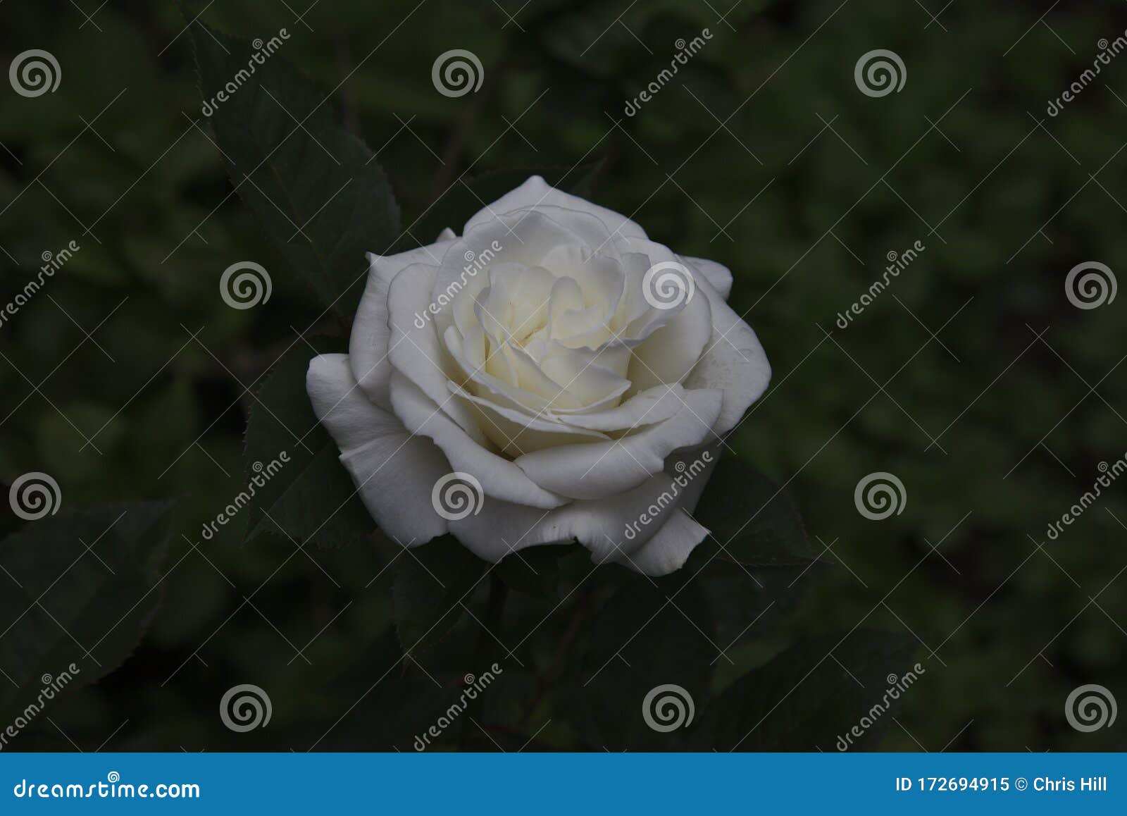 White Rose stock image. Image of simple, petals, flower - 172694915