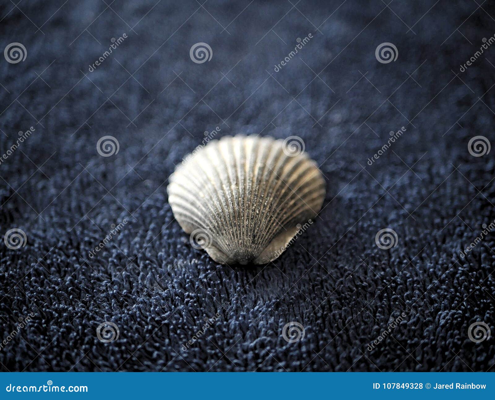 Sea Shell on Navy Dark Blue Surface Stock Photo - Image of meditation ...