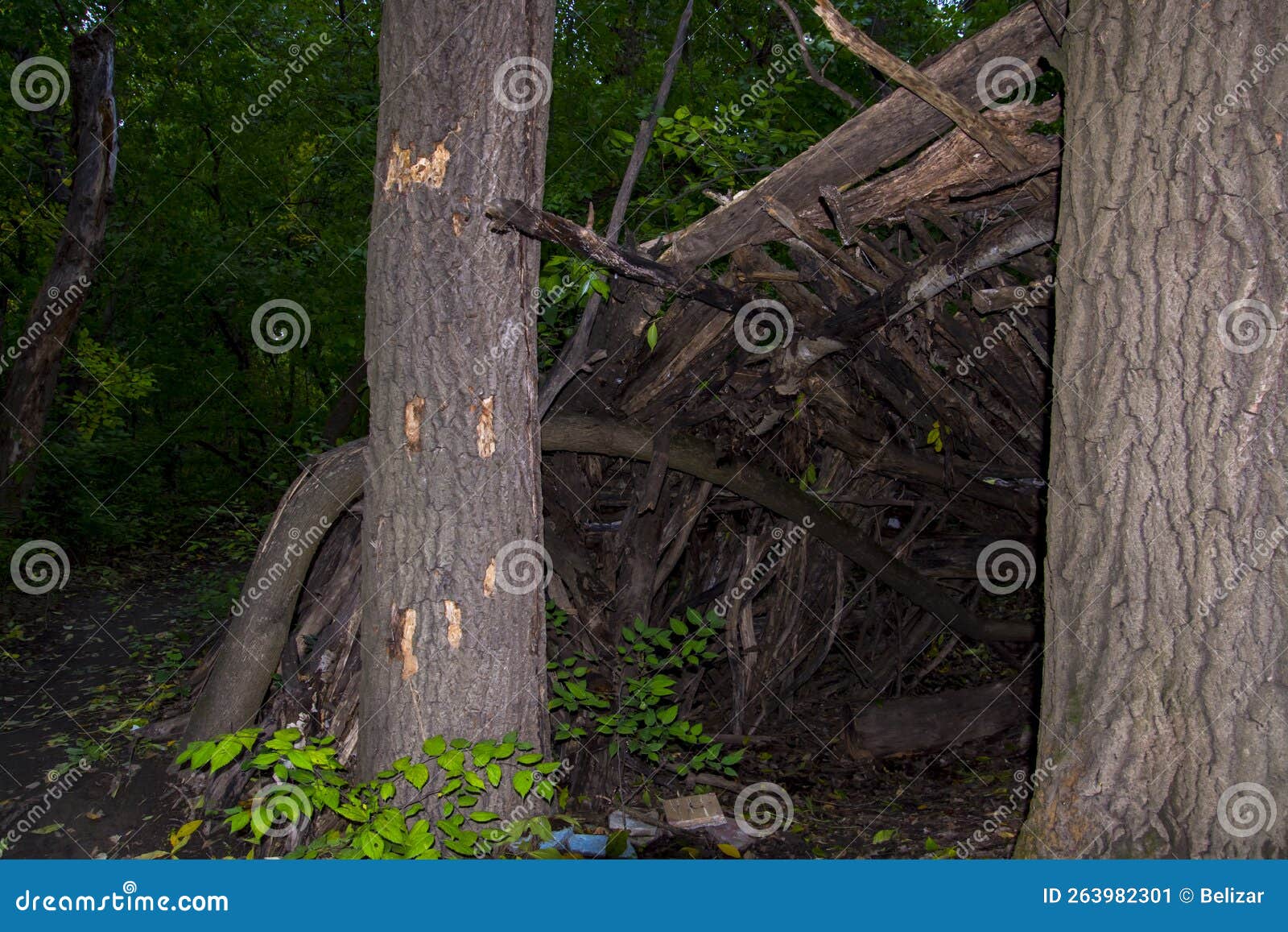 Simple Wooden Hut in the Forest in Autumn Stock Image - Image of tree ...