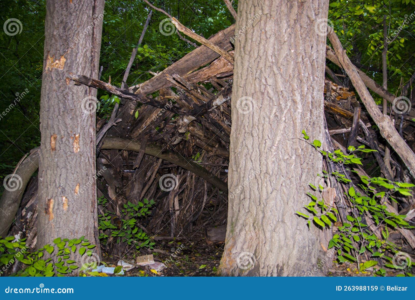 Simple Wooden Hut in the Forest in Autumn Stock Image - Image of trunk ...