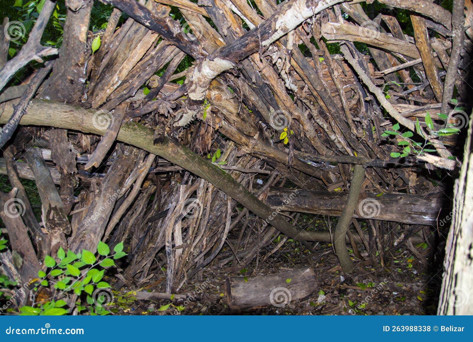 Simple Wooden Hut in the Forest in Autumn Stock Photo - Image of ...
