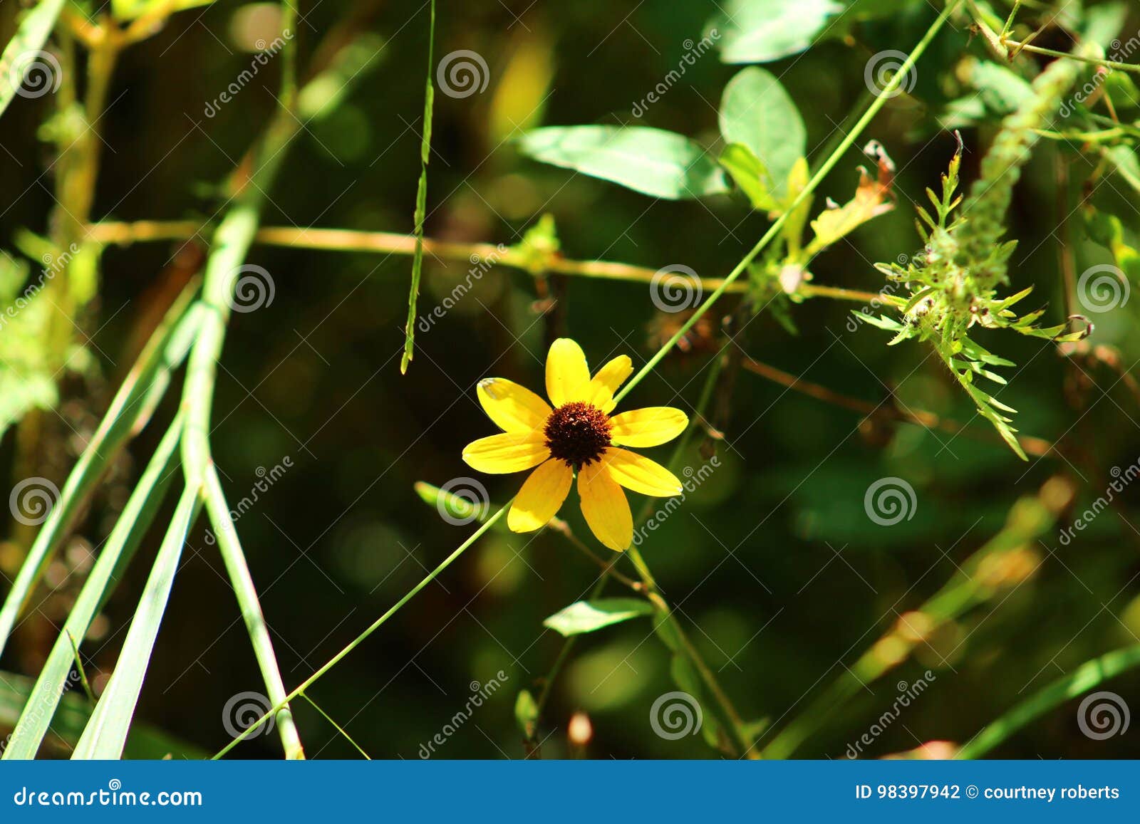 Simple yellow flower stock photo. Image of little, simple - 98397942