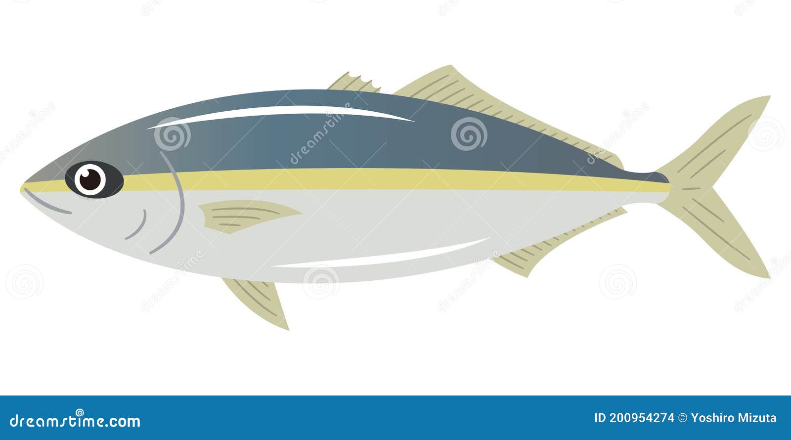 Simple Yellowtail Illustration on White Background Stock Vector ...