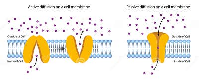 Diffusion Across the Plasma Membrane. Stock Illustration - Illustration ...