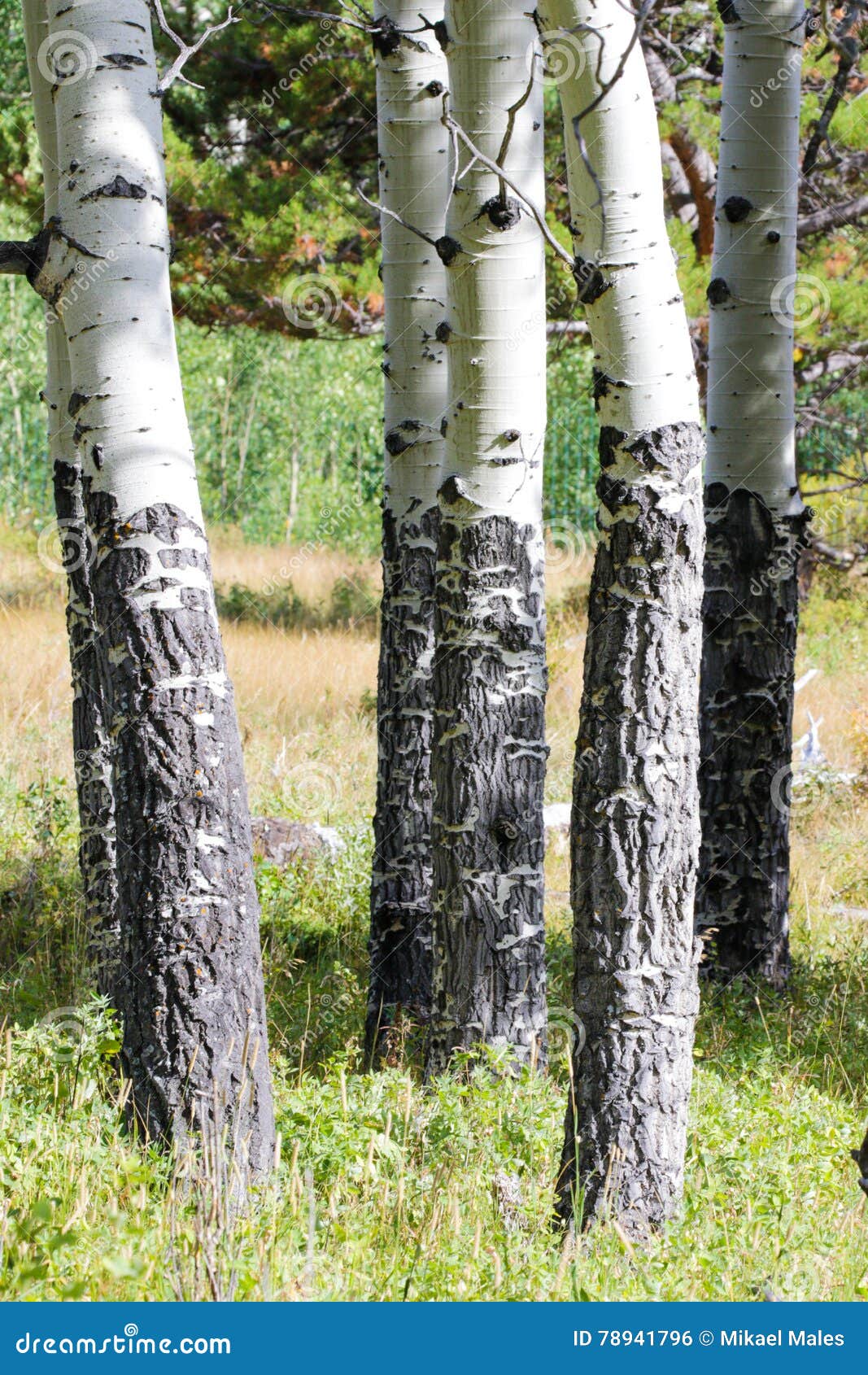 The Simplicity of Aspen Trees Stock Photo - Image of colorado, pattern ...