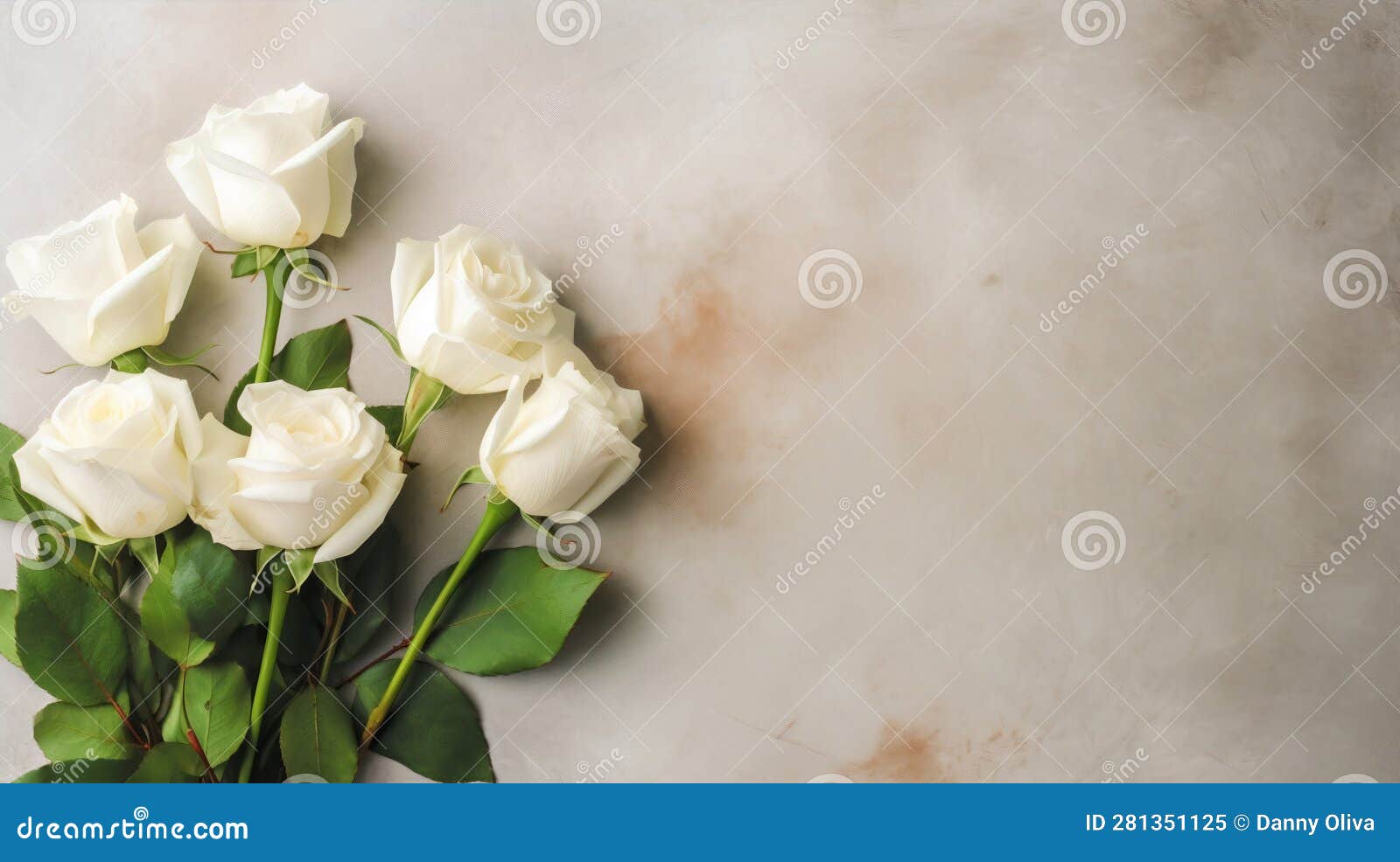 Simplicity Refined: White Roses on Chalk Background with White Space ...