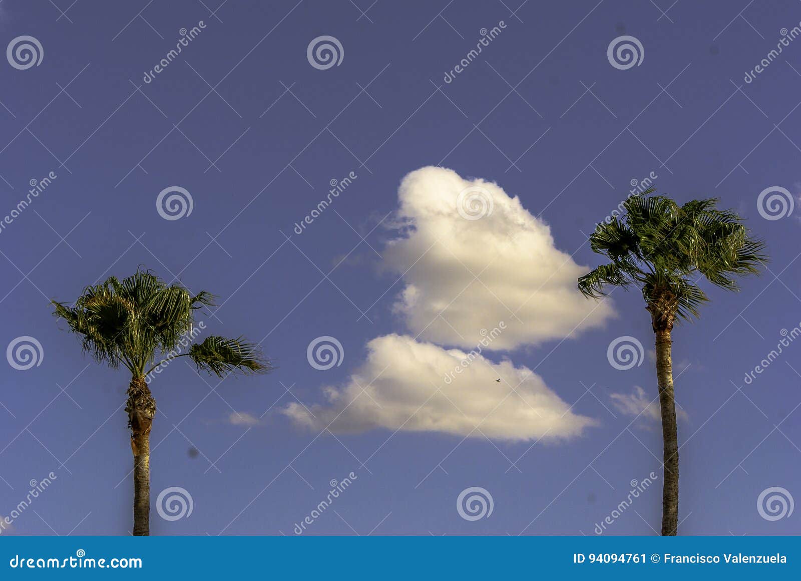 Simplicity stock image. Image of palms, clouds, simplicity - 94094761