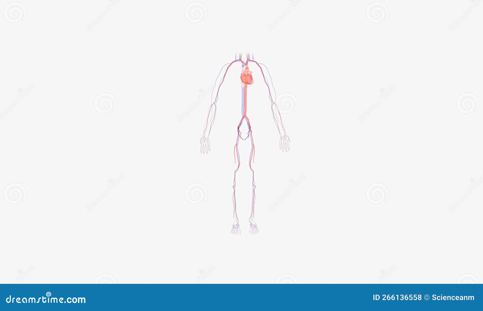 Simplified Cardio System stock illustration. Illustration of blood ...