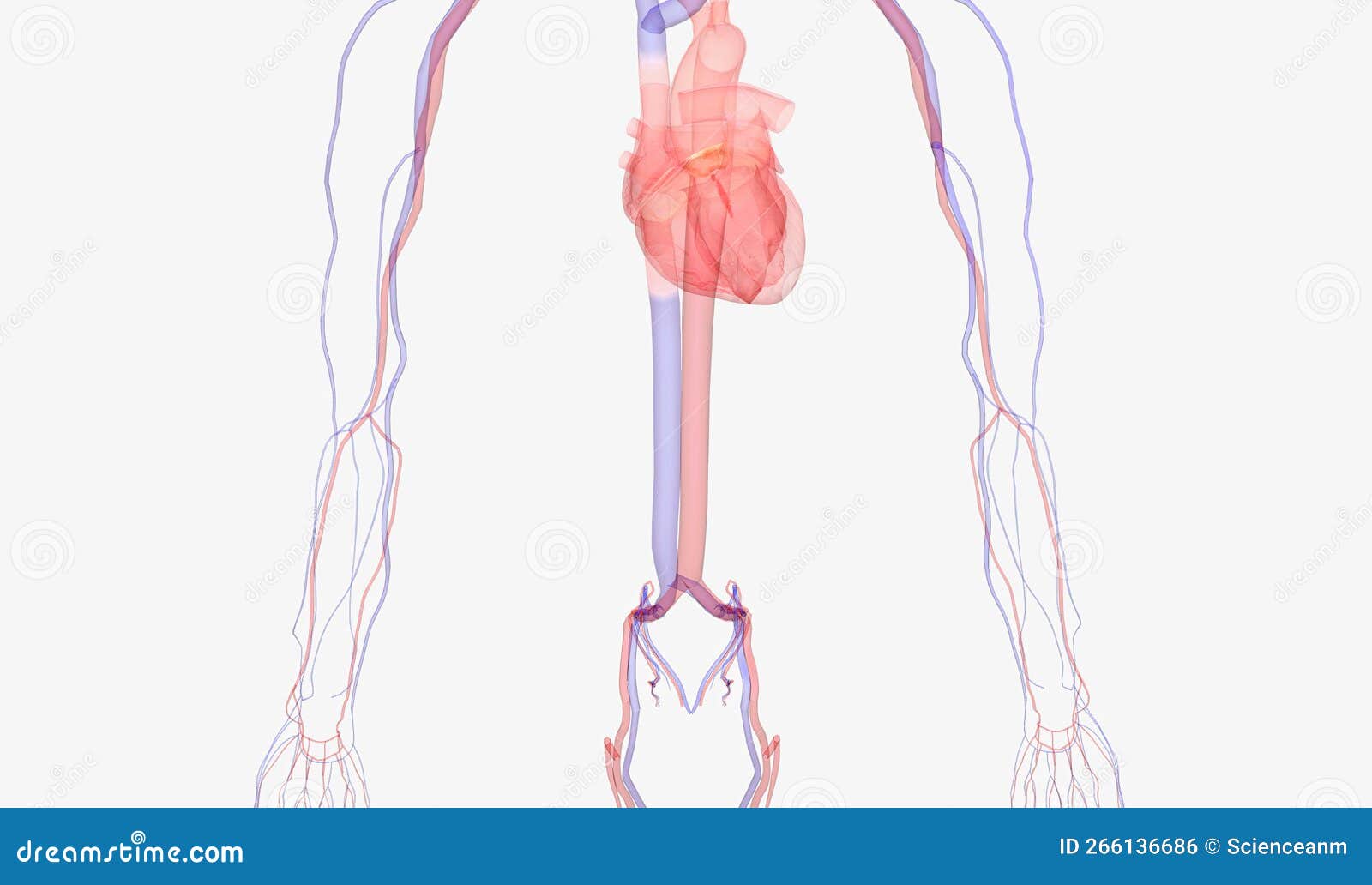 Simplified Cardio System stock illustration. Illustration of system ...