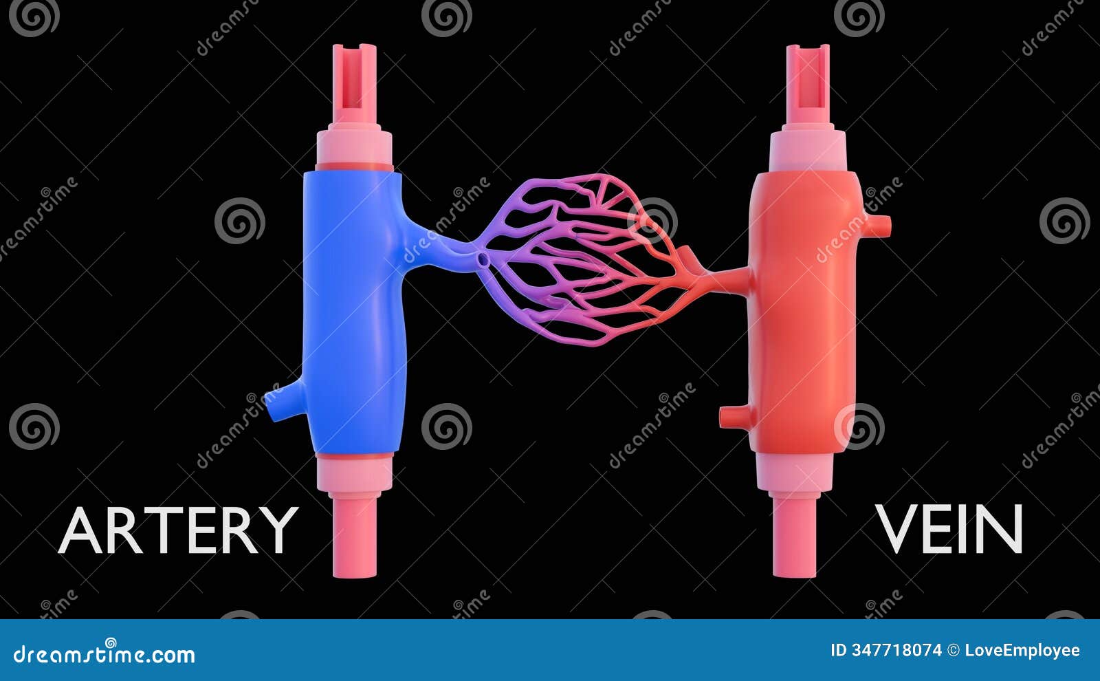 A Simplified Representation of the Circulatory System Stock ...