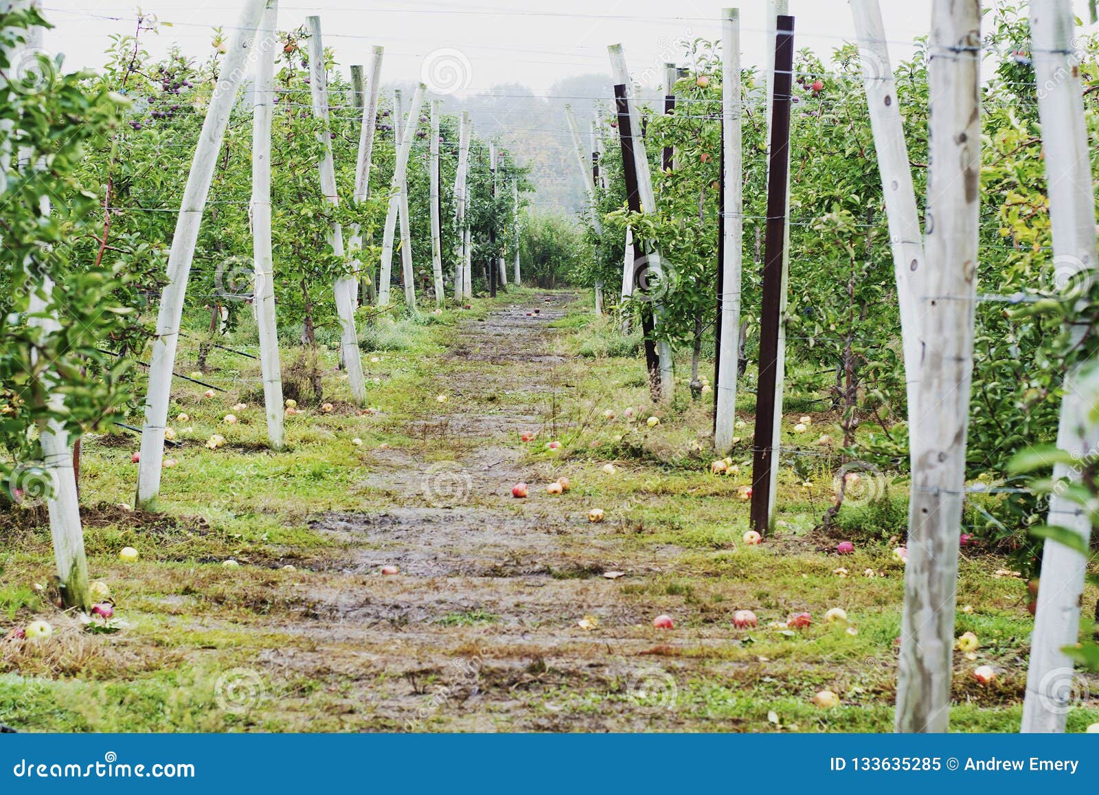 Rows of Apples Bushes at an Apple Orchard Stock Image - Image of ...