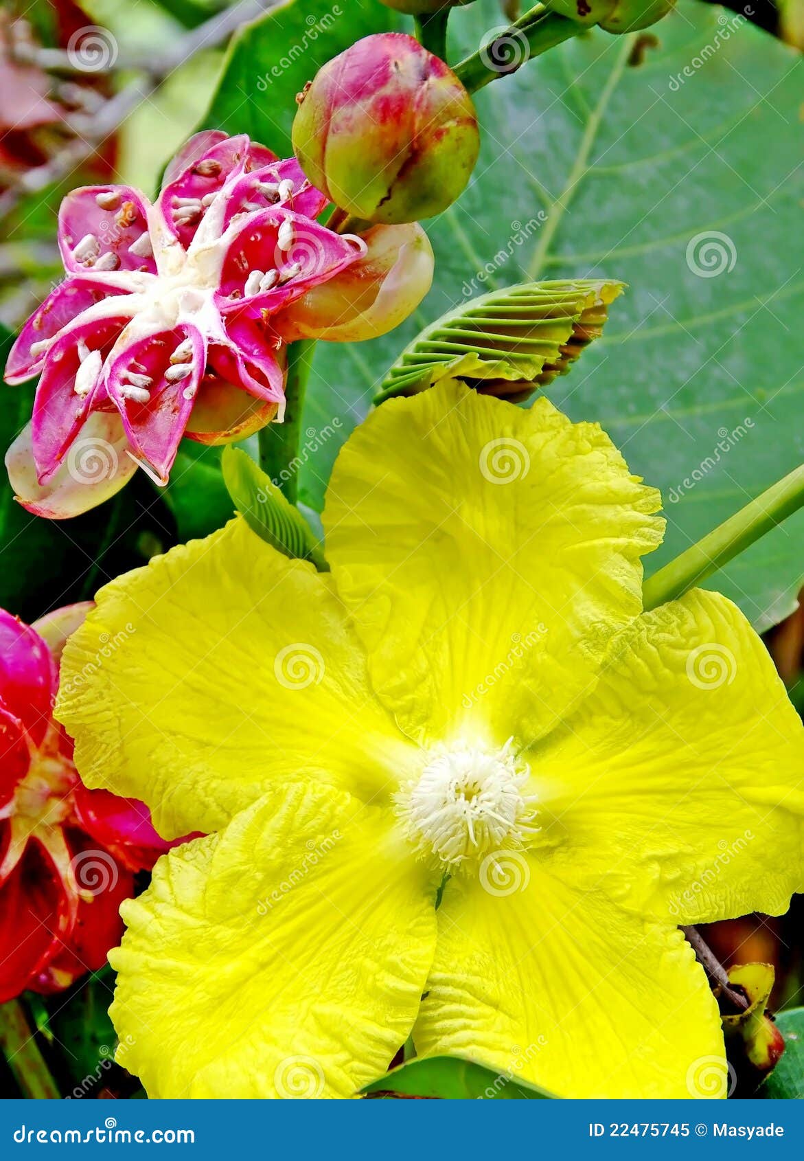 The Simpur Bini - Dillenia Suffruticosa Stock Image - Image of ...