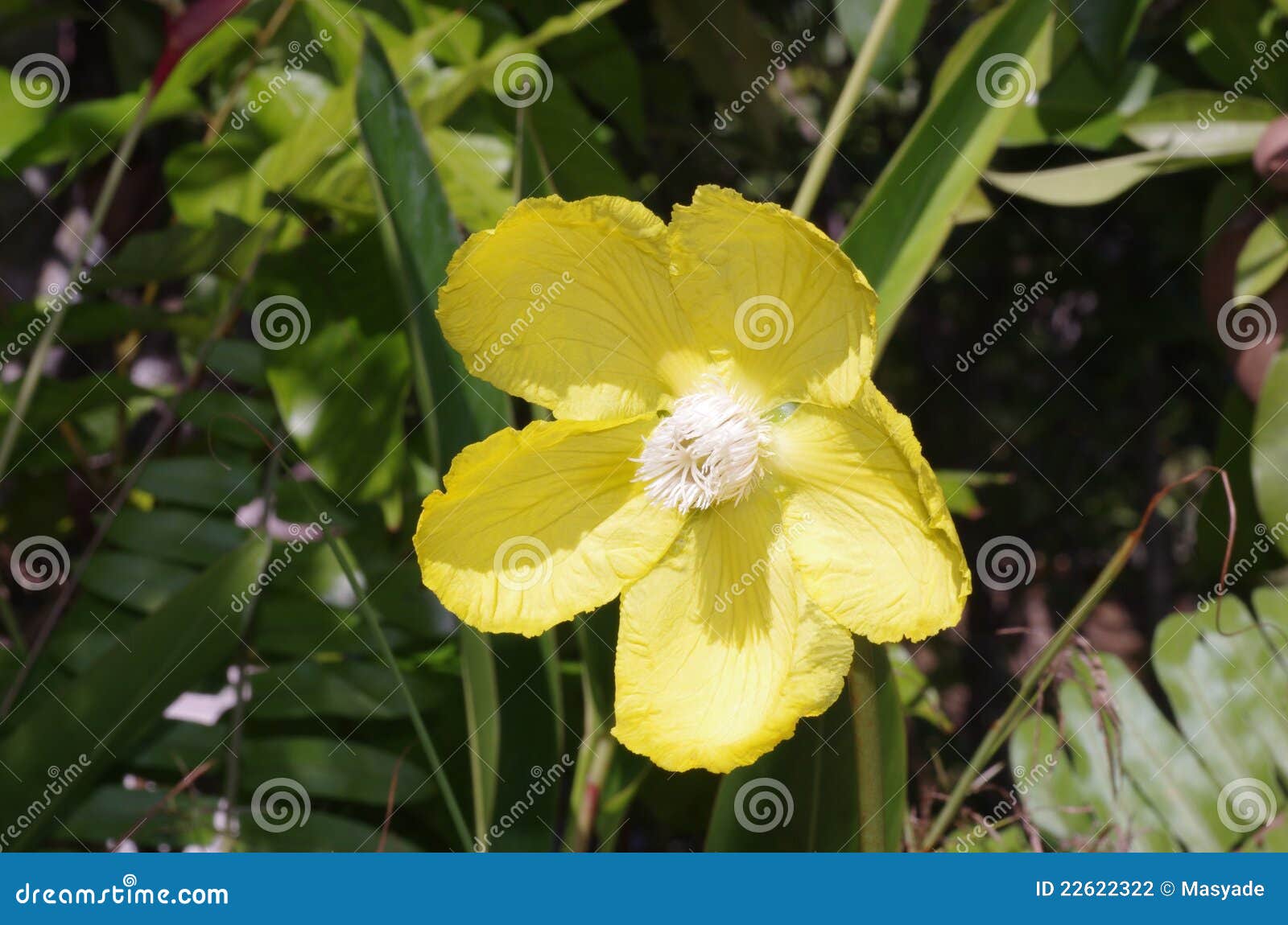 The Simpur Bini - Dillenia Suffruticosa Stock Photo - Image of ...