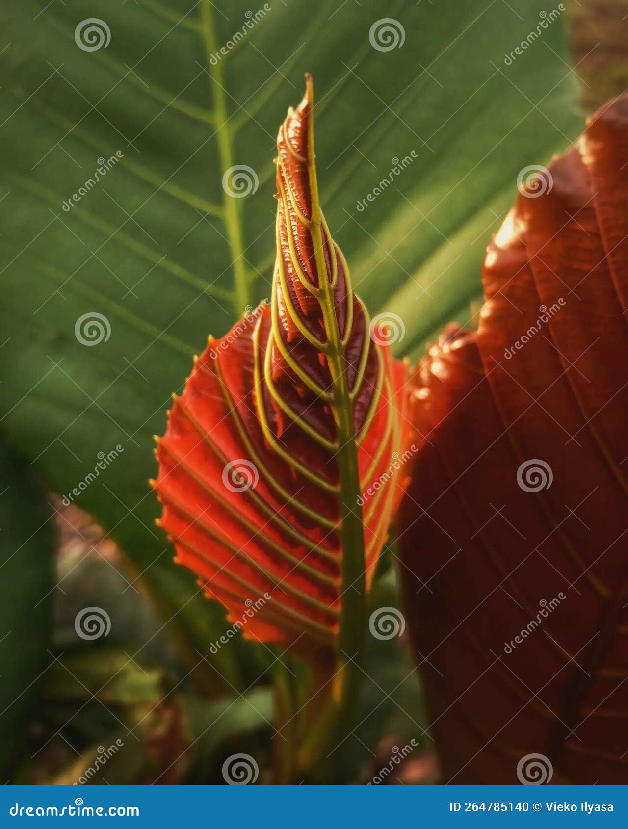 Simpur leaf shoots stock photo. Image of shoots, plants - 264785140
