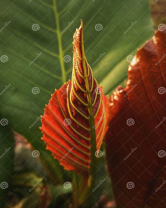 Simpur leaf shoots stock photo. Image of shoots, plants - 264785140
