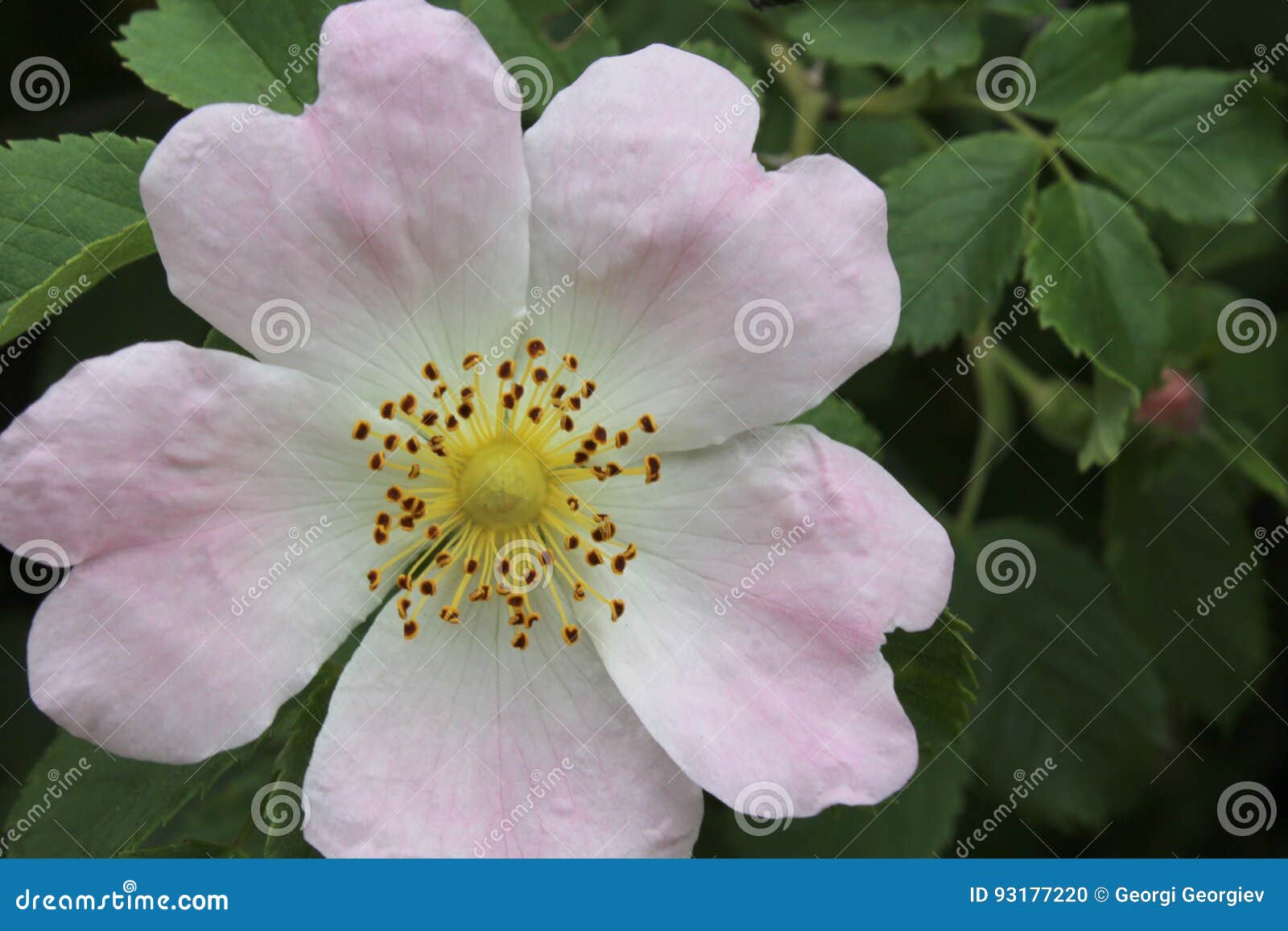 Simra flower stock photo. Image of nature, green, simra - 93177220