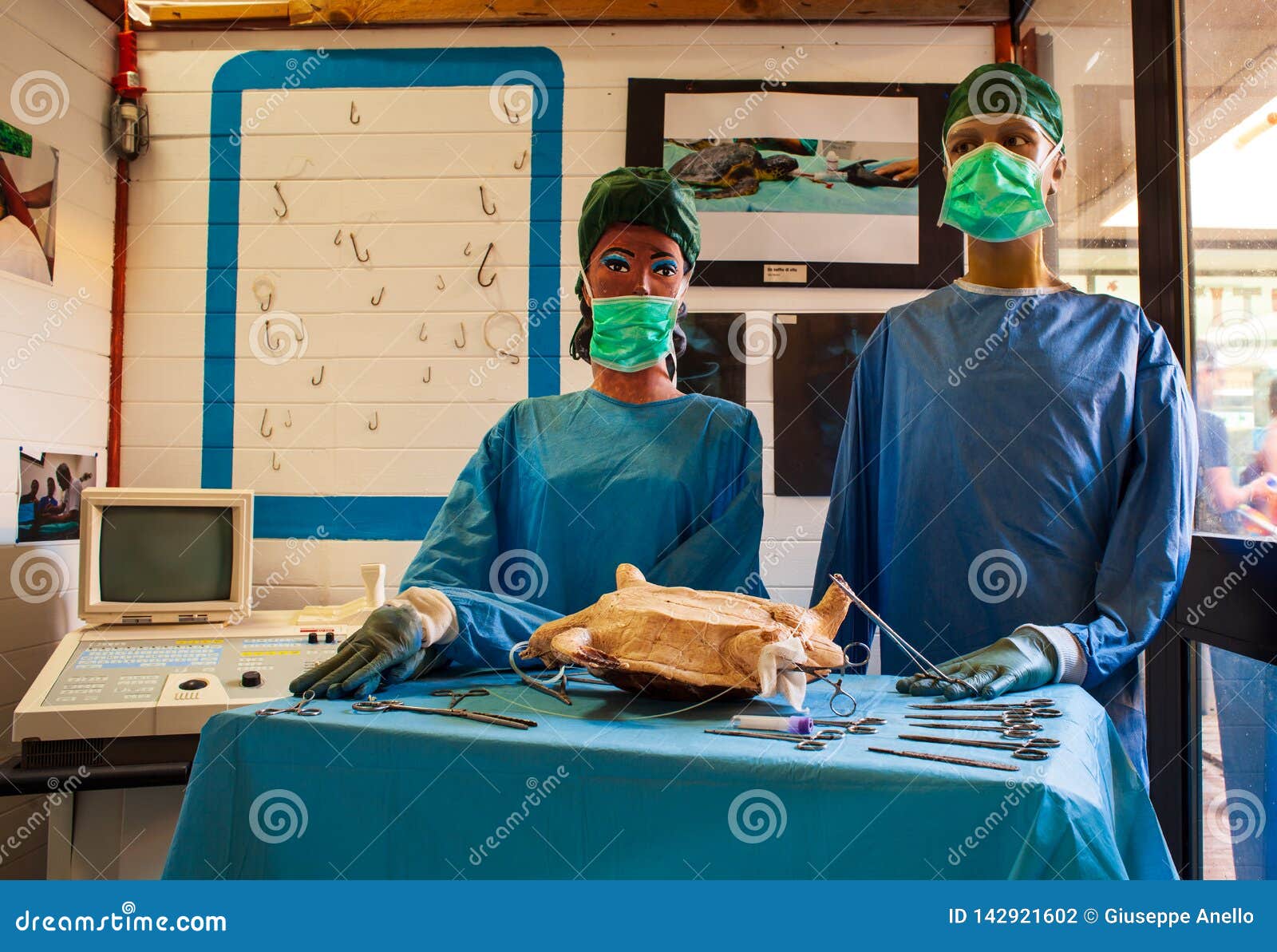 Simulation with Dummies of a Tortoise Surgery Editorial Photography ...