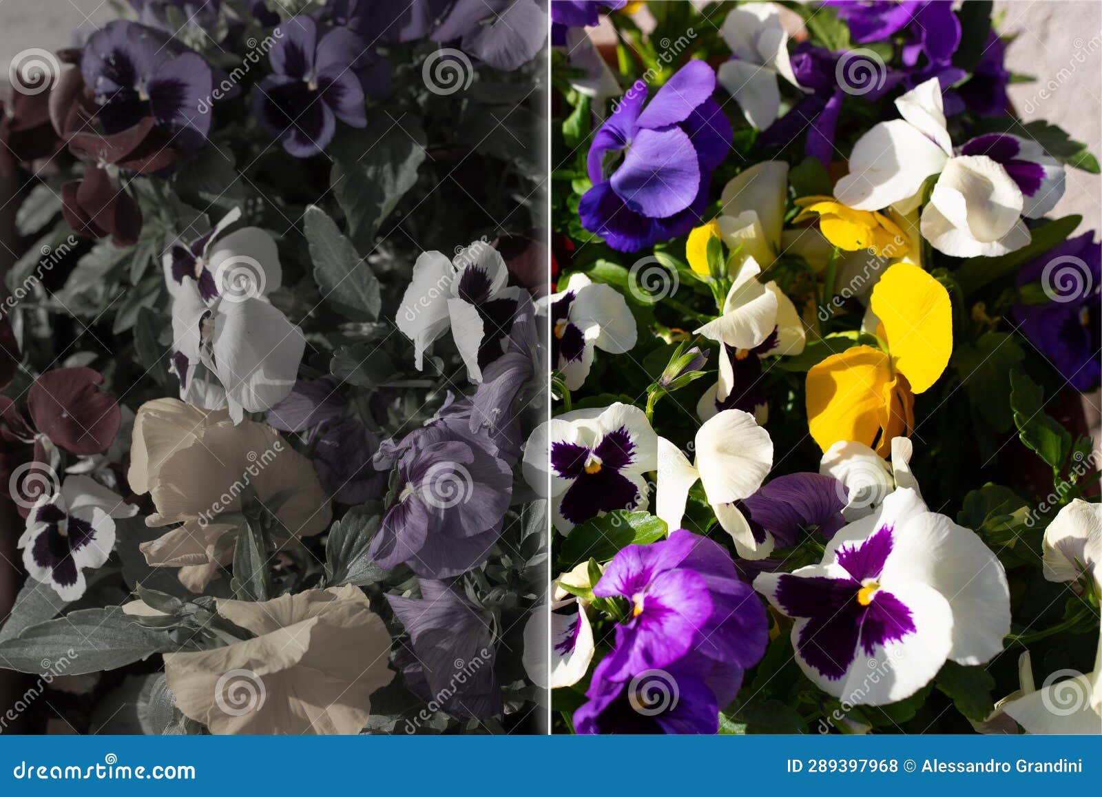 Simulation of the Vision of a Colorblind and Normal Vision Stock Photo ...