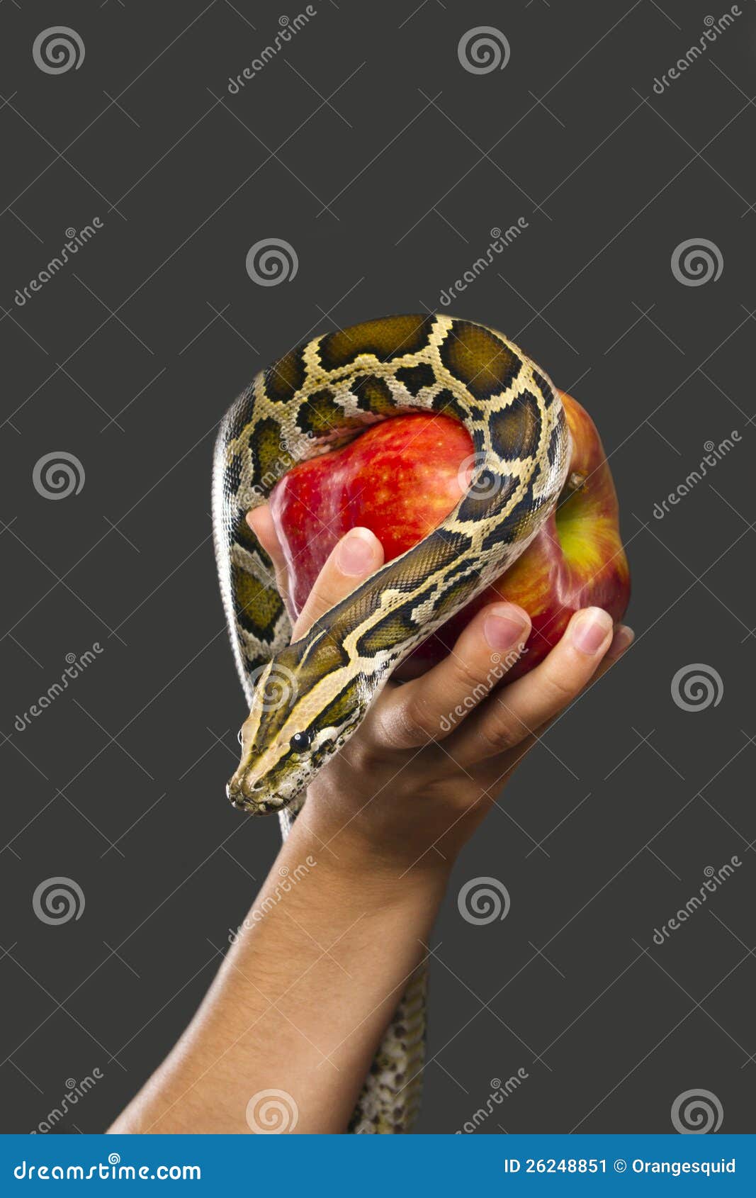 Sin stock image. Image of hold, desire, danger, scaly - 26248851