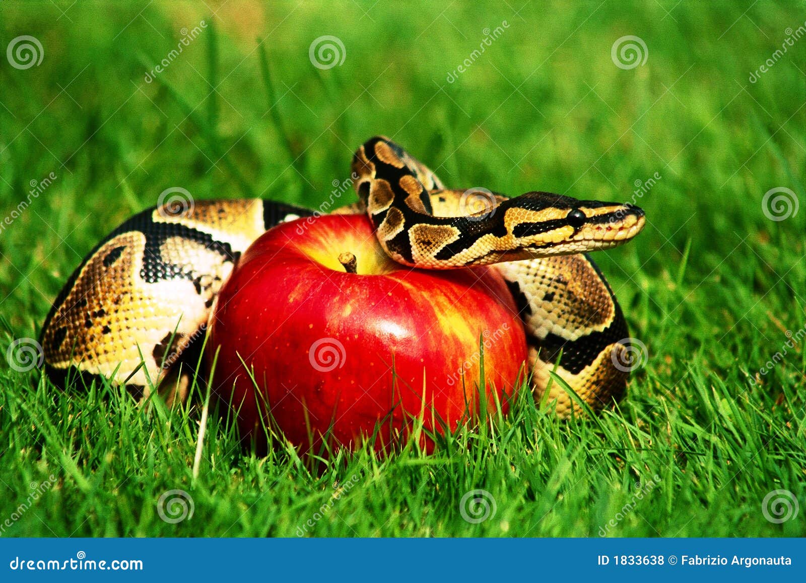 Genesis 3 Serpent And Apple