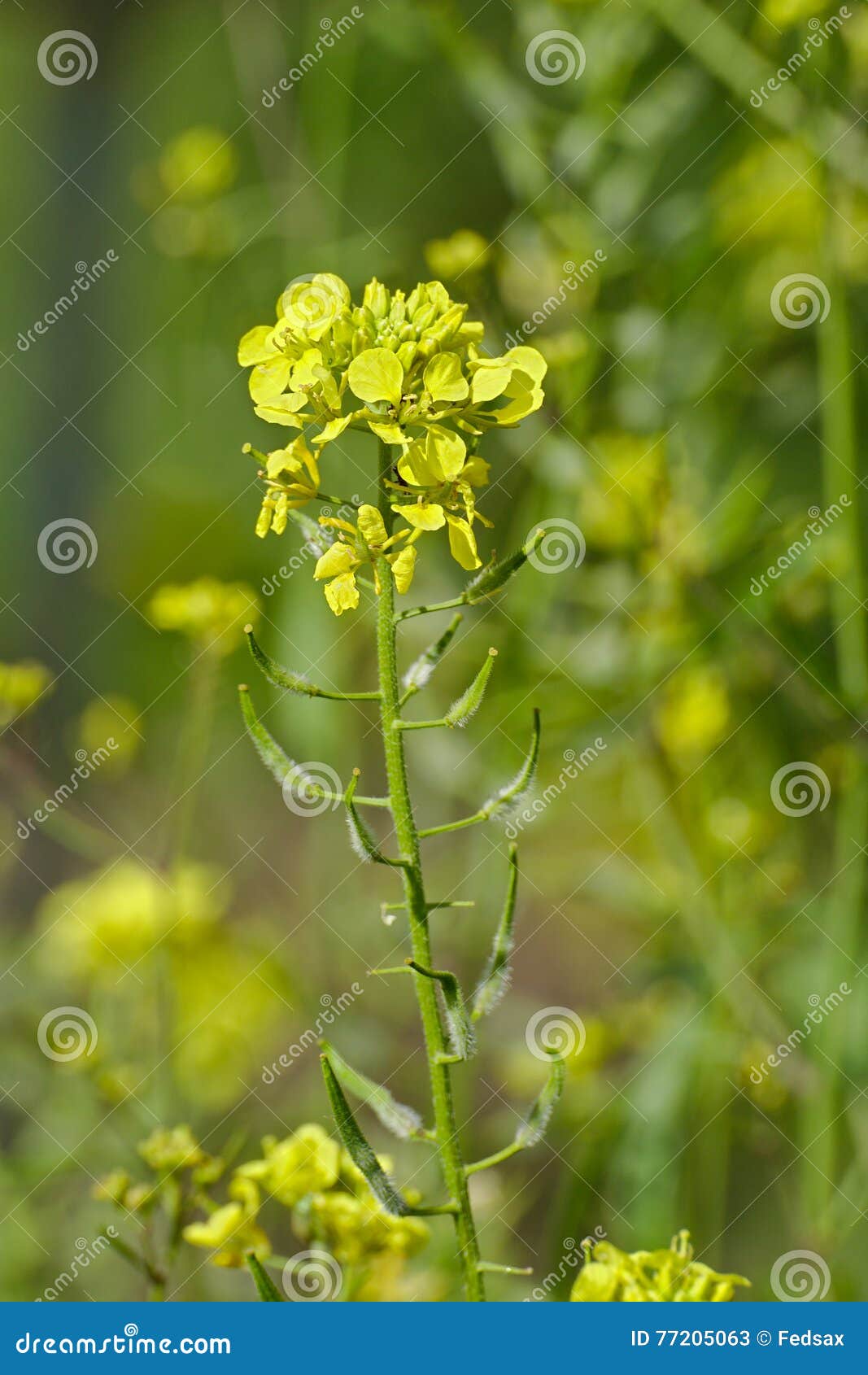 Sinapis alba stock image. Image of foreground, objects - 77205063