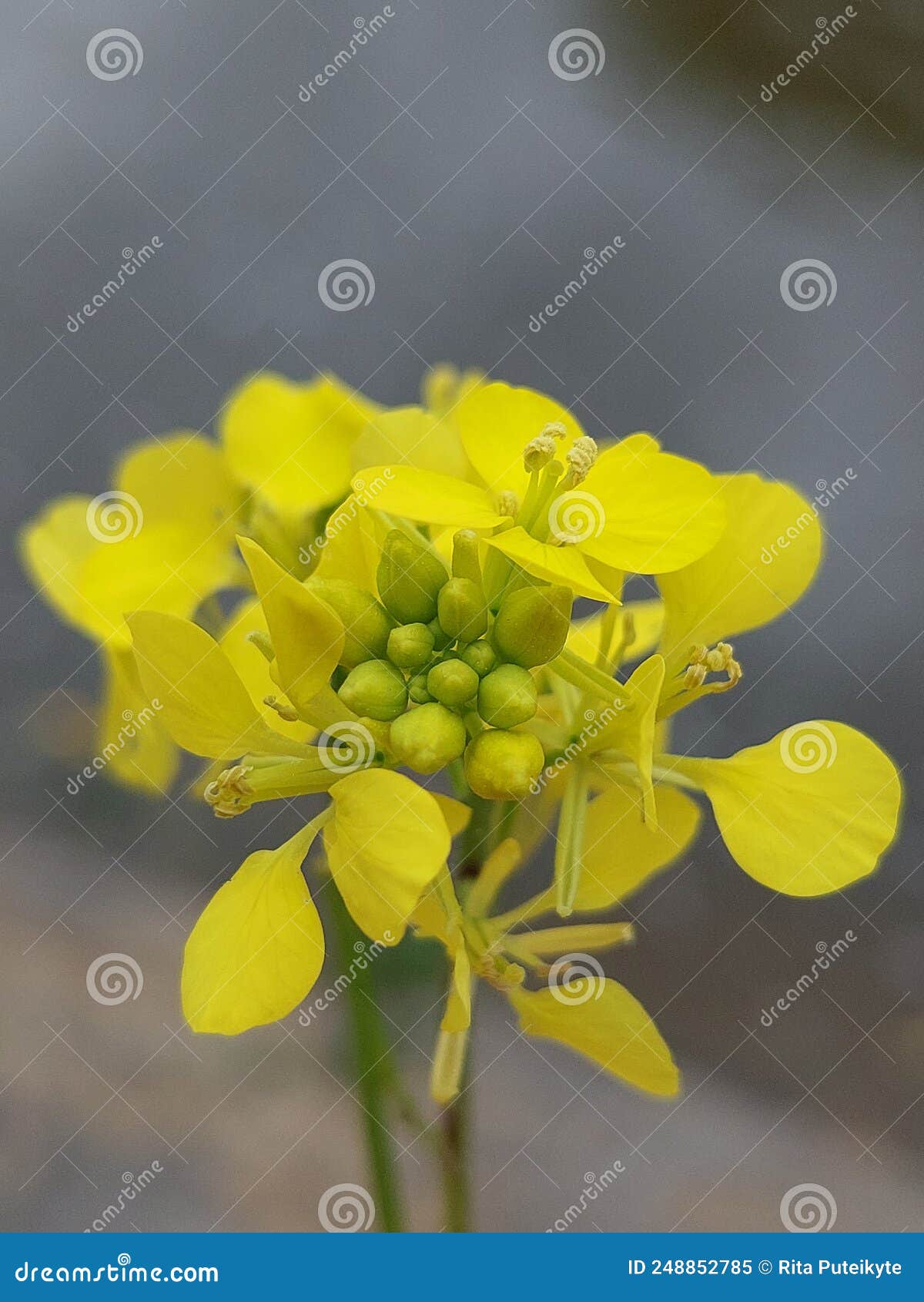 Sinapis Arvensis stock image. Image of kale, kaber, plant - 248852785