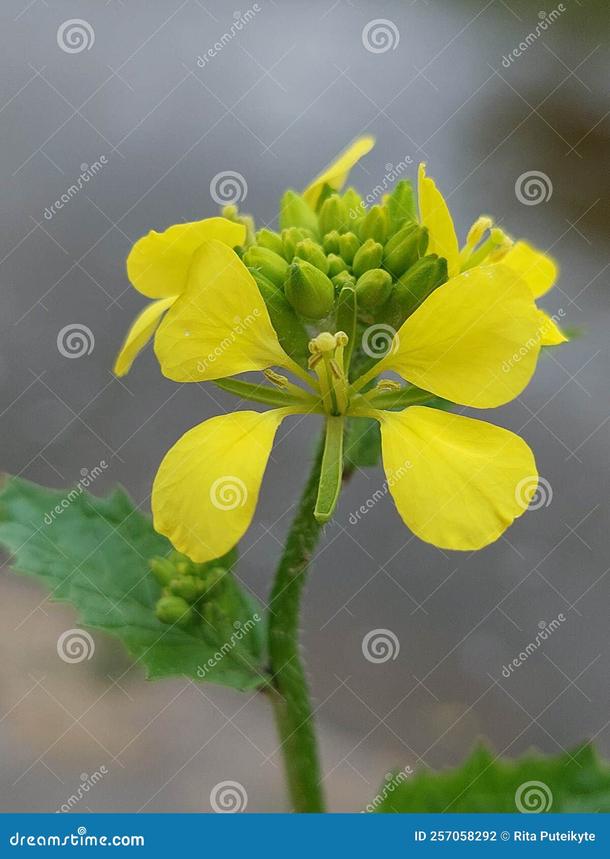 Sinapis arvensis stock photo. Image of kerlock, plant - 257058292