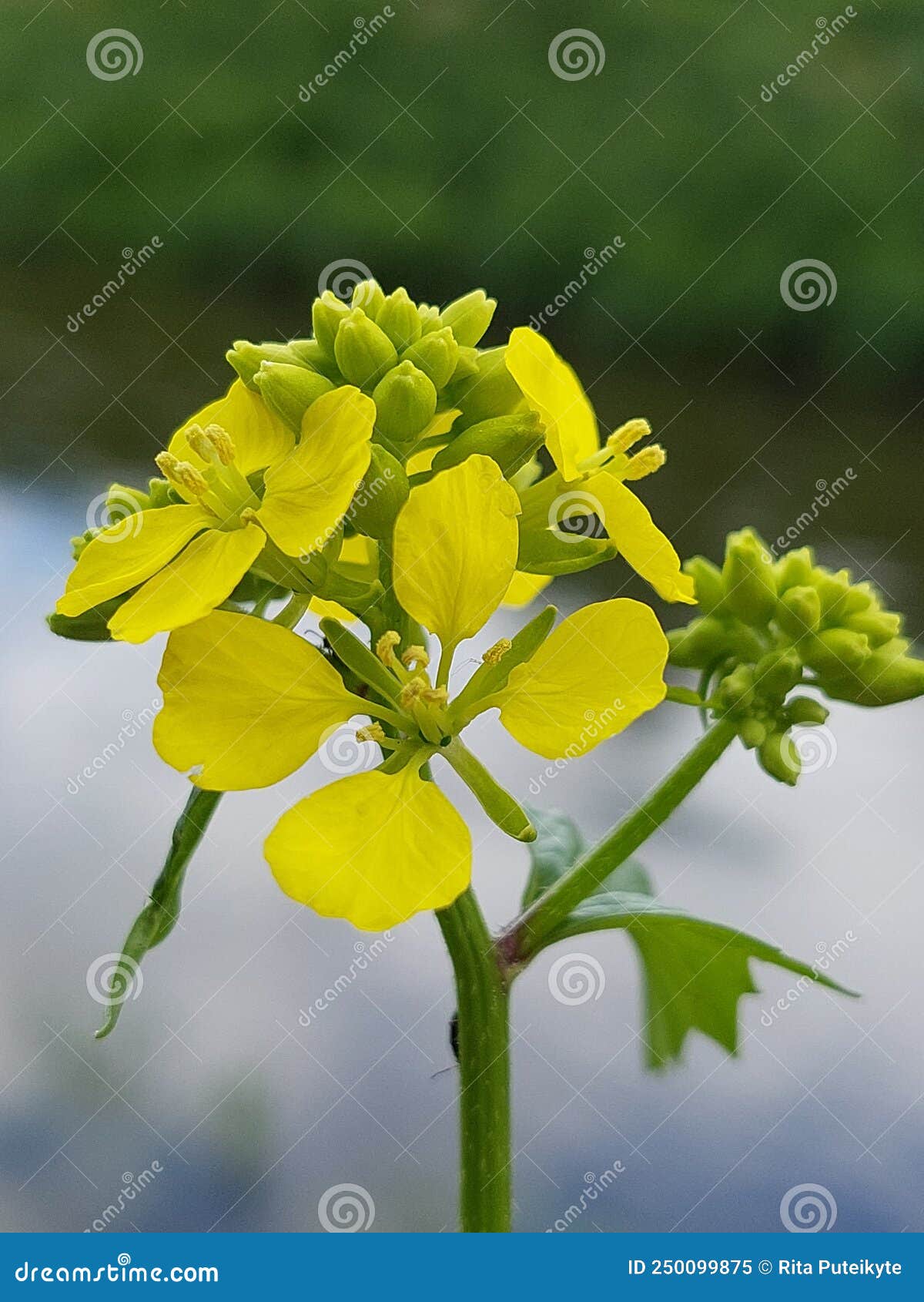 Sinapis arvensis stock image. Image of brassica, flowering - 250099875