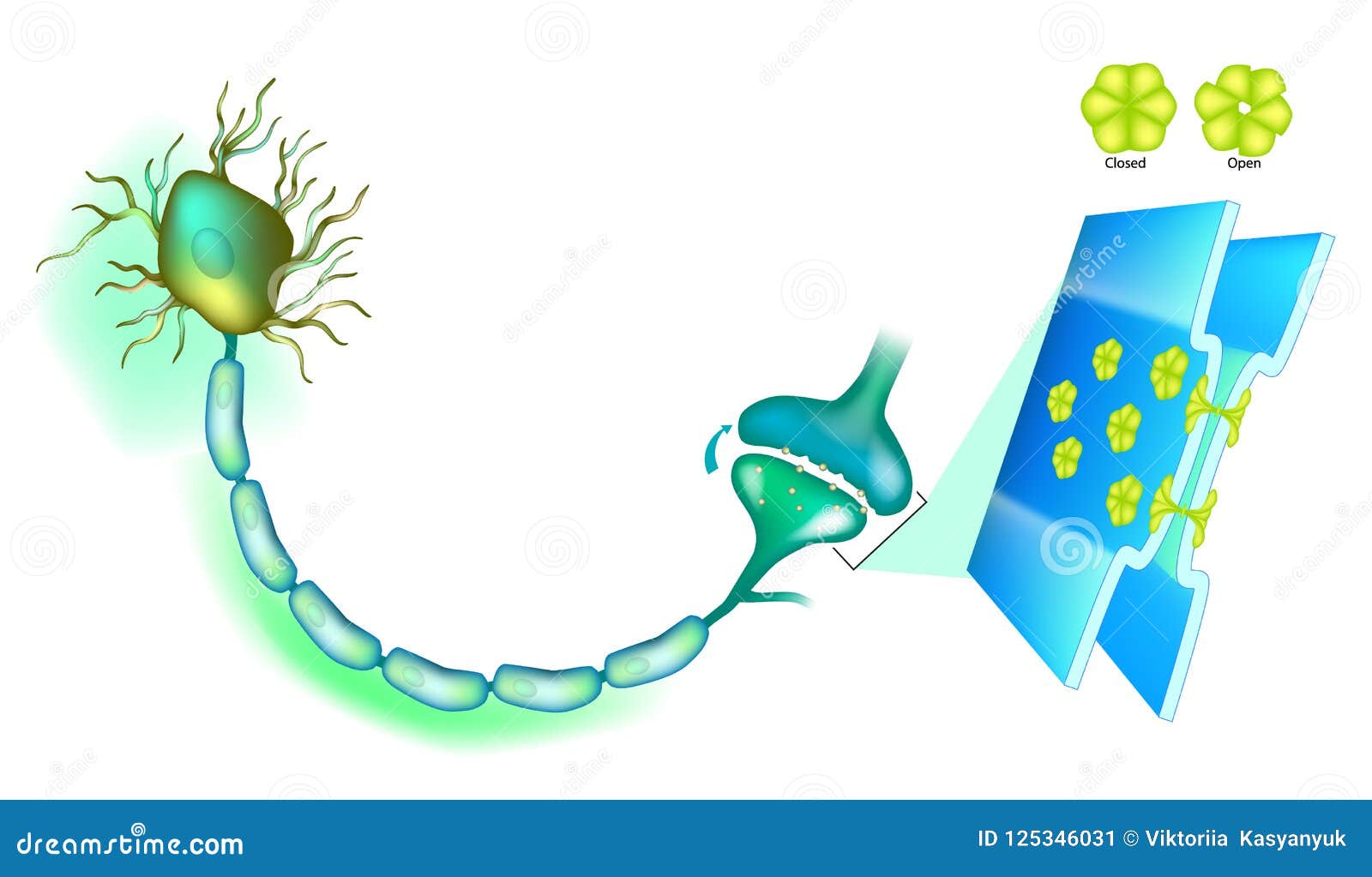 Sinapse Elétrica Transmissão Synaptic Ilustração do Vetor - Ilustração ...