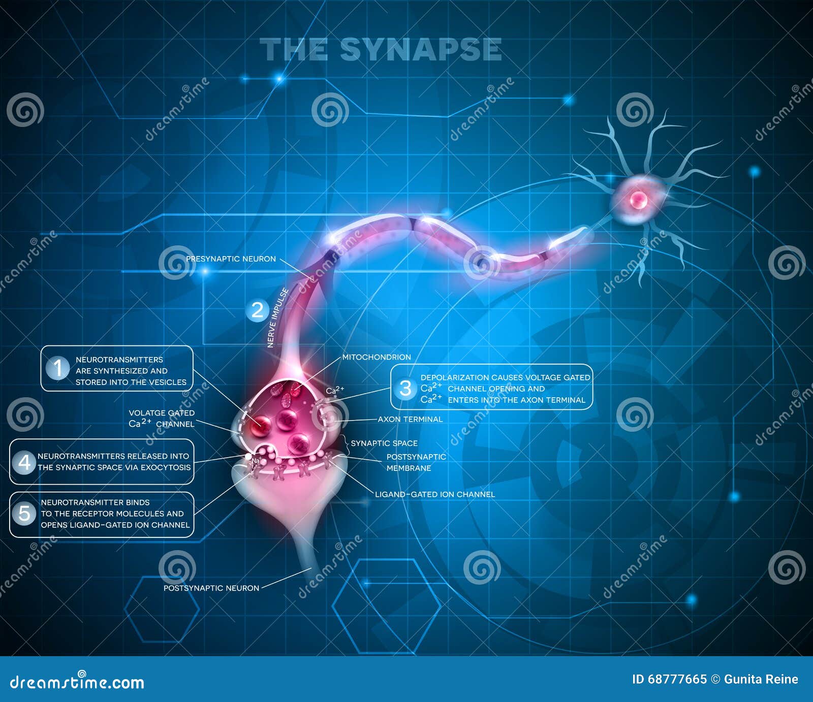Sinapsi del neurone illustrazione vettoriale. Illustrazione di ...