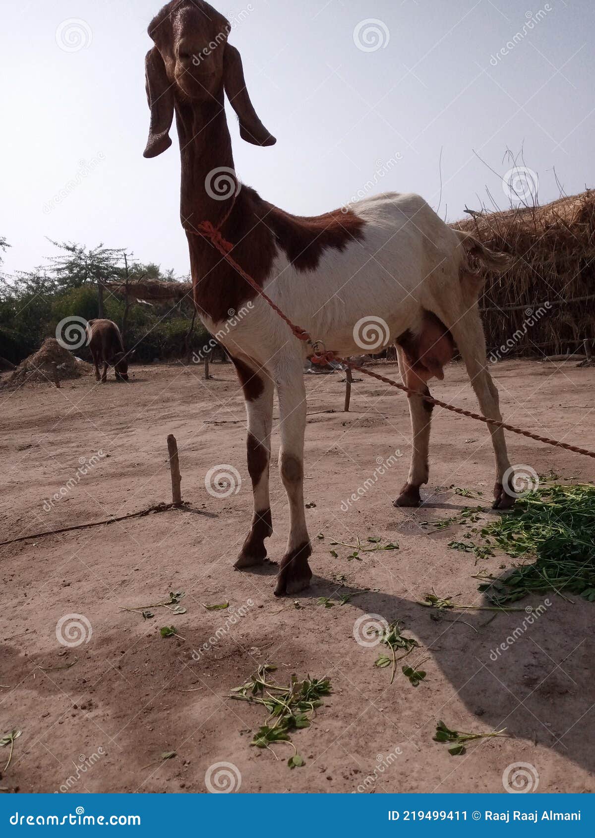 Sindhi Goat Farm Karachi Pakistan Stock Image - Image of sindhi ...