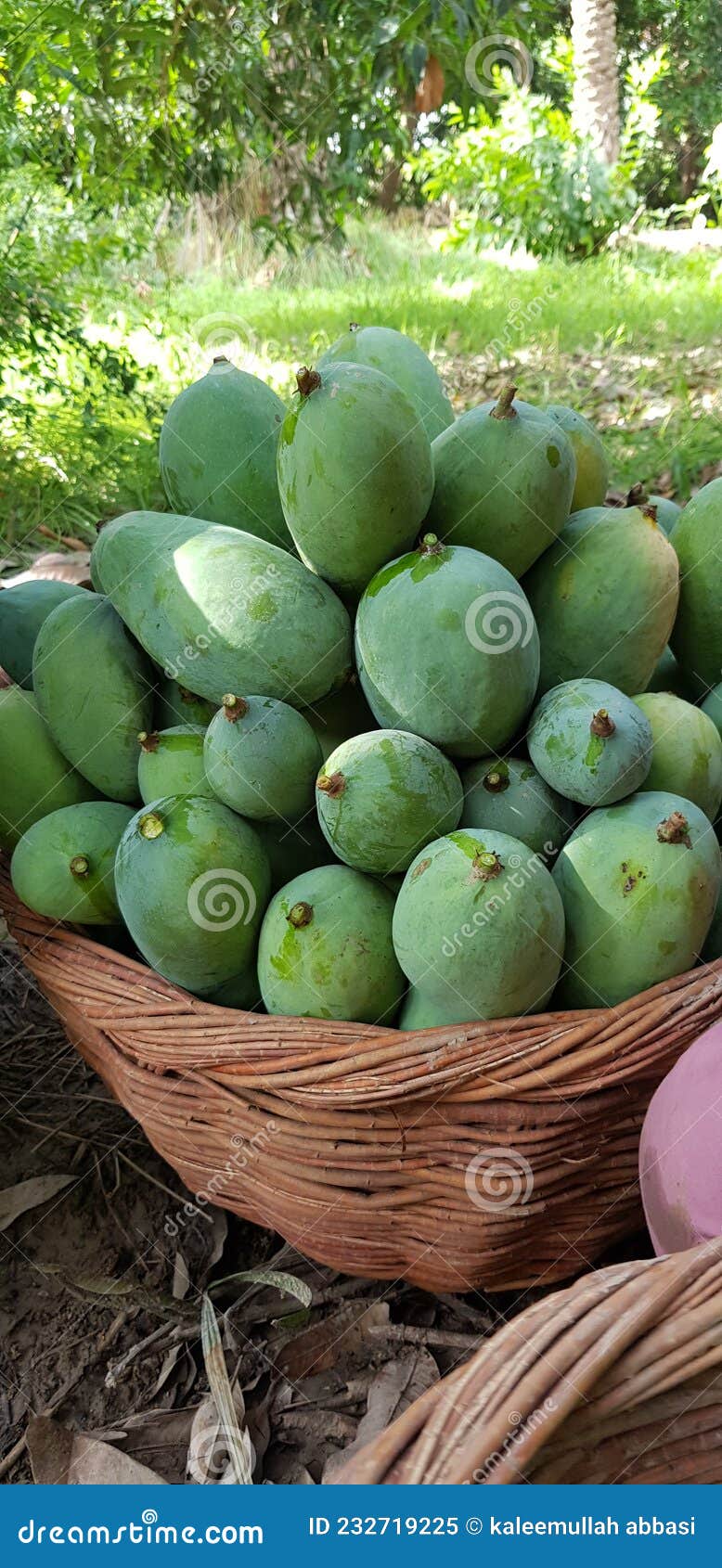 This is sindhri mango stock image. Image of flower, mango - 232719225