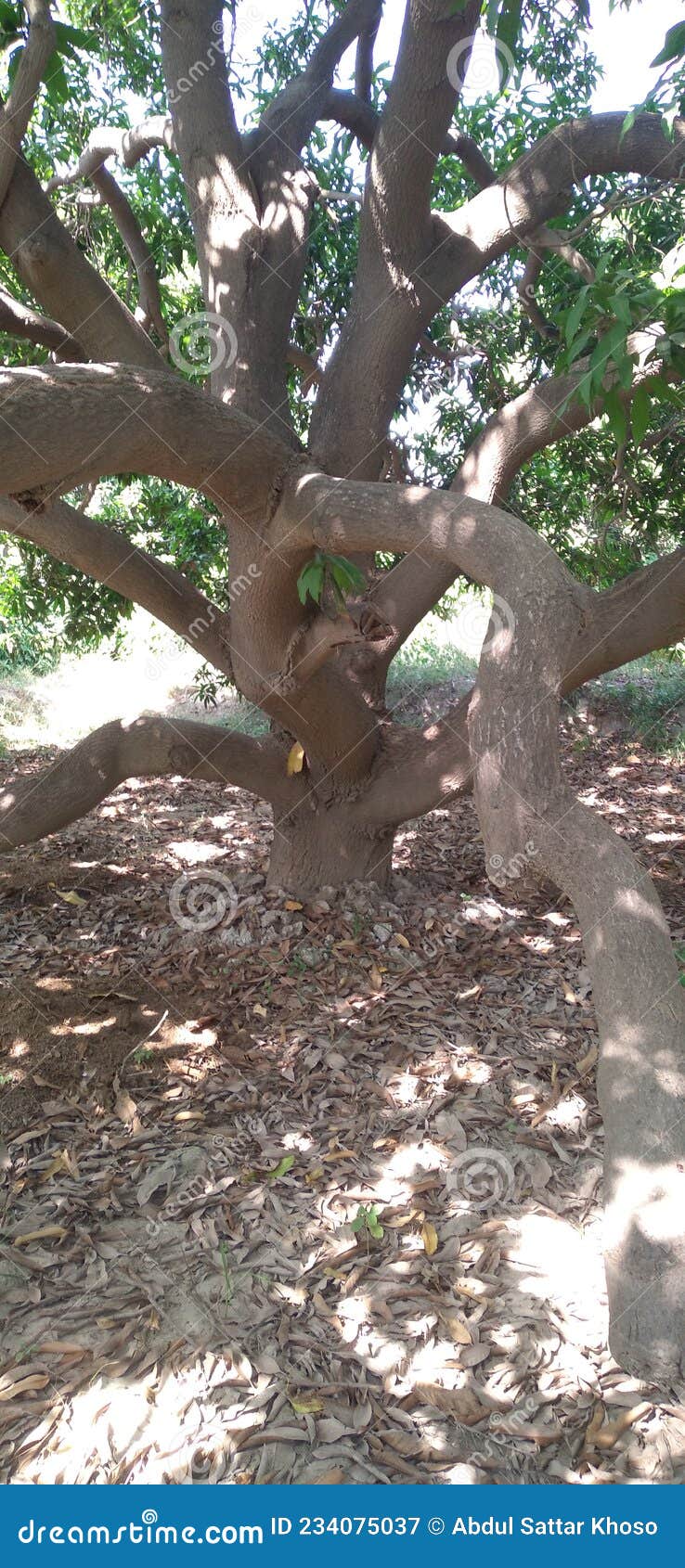 Sindhri Mango Tree Branches Stock Image - Image of branch, woodland ...