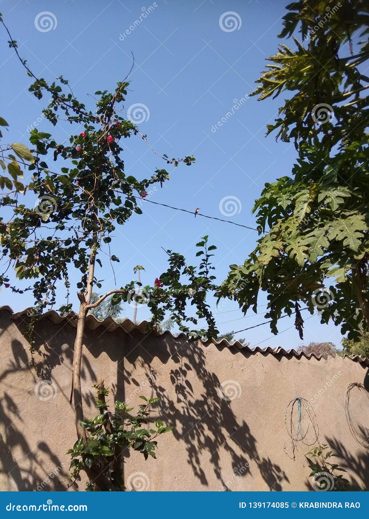 Sine Bird Stock Photos - Free & Royalty-Free Stock Photos from Dreamstime