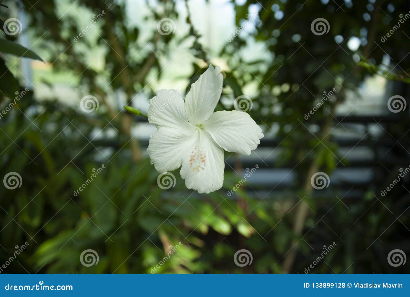 Sinensis Branco De Rosa Do Hibiscus Foto de Stock - Imagem de jardim ...