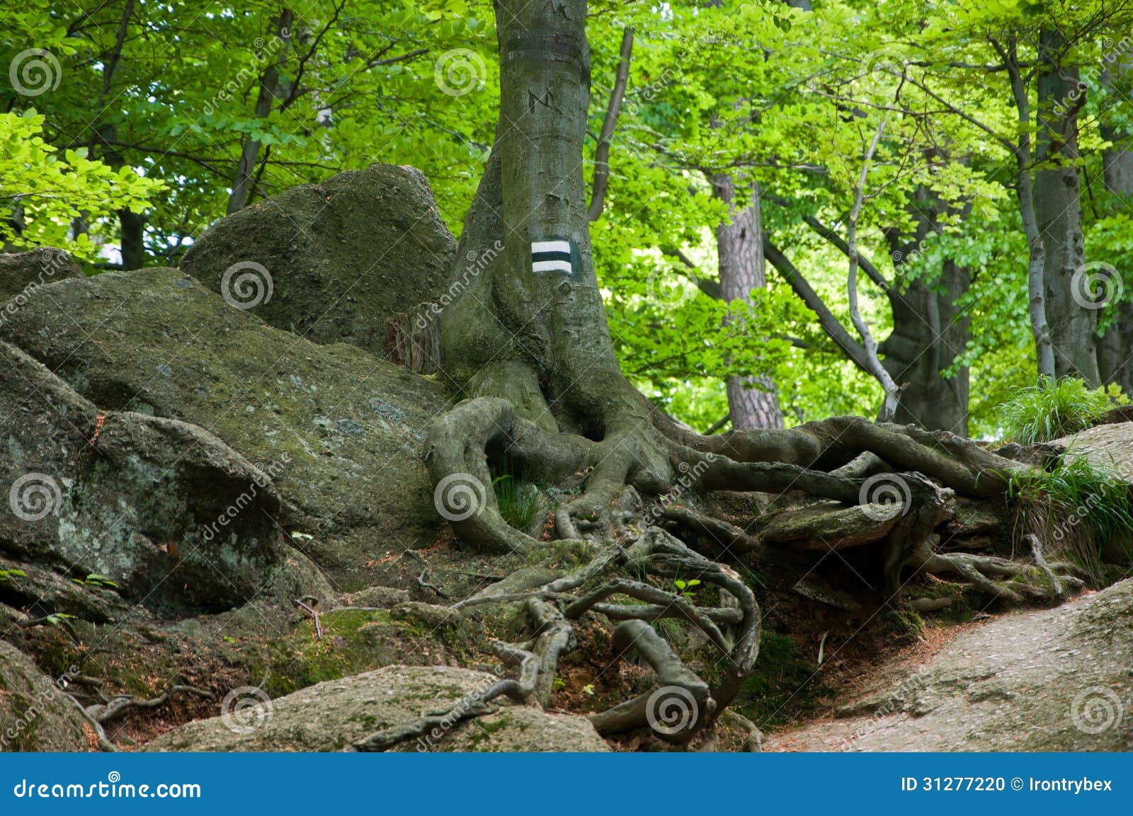 Sing of trailn on tree stock photo. Image of trail, direction - 31277220