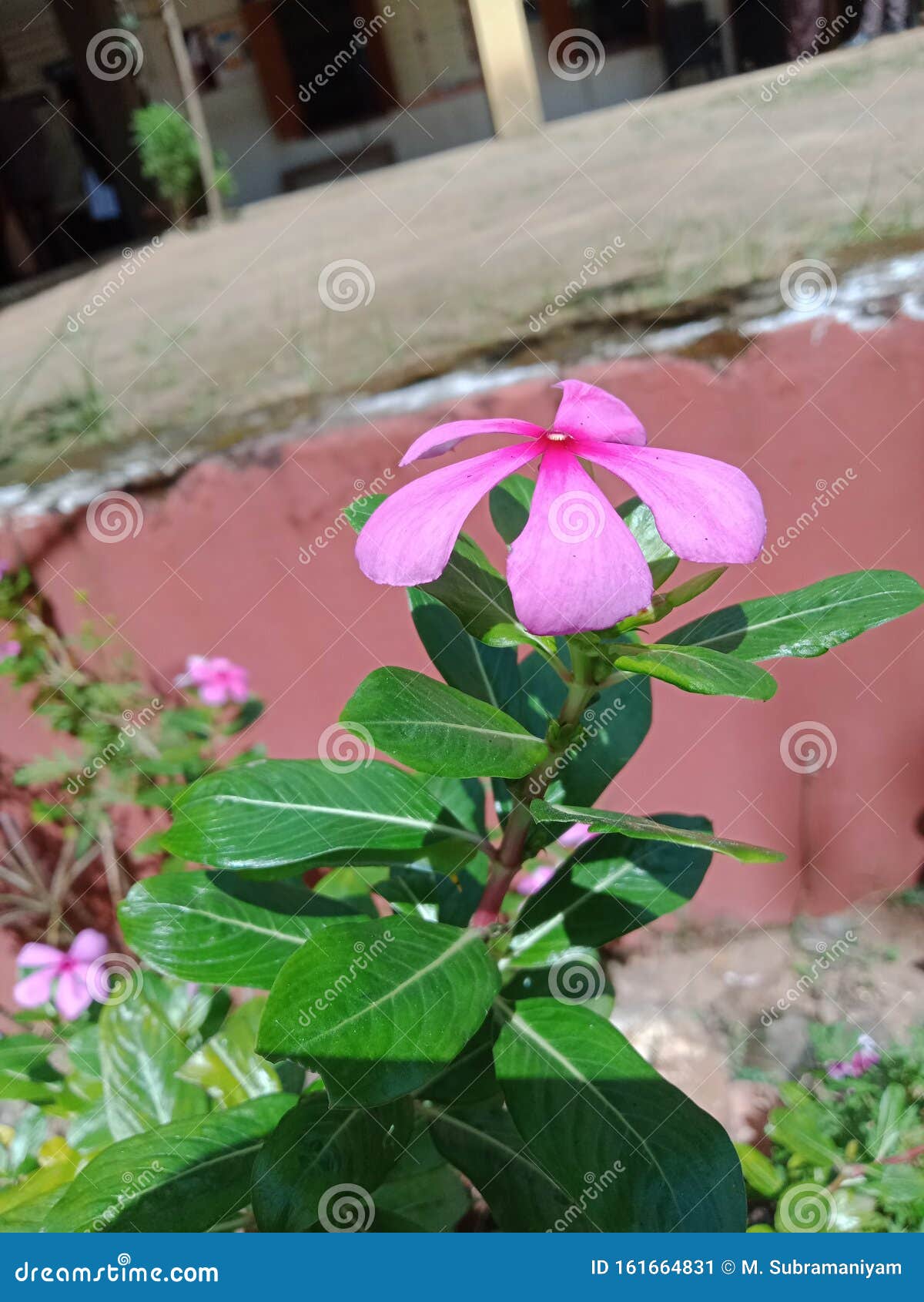 Singal Flower Stock Photos - Free & Royalty-Free Stock Photos from ...