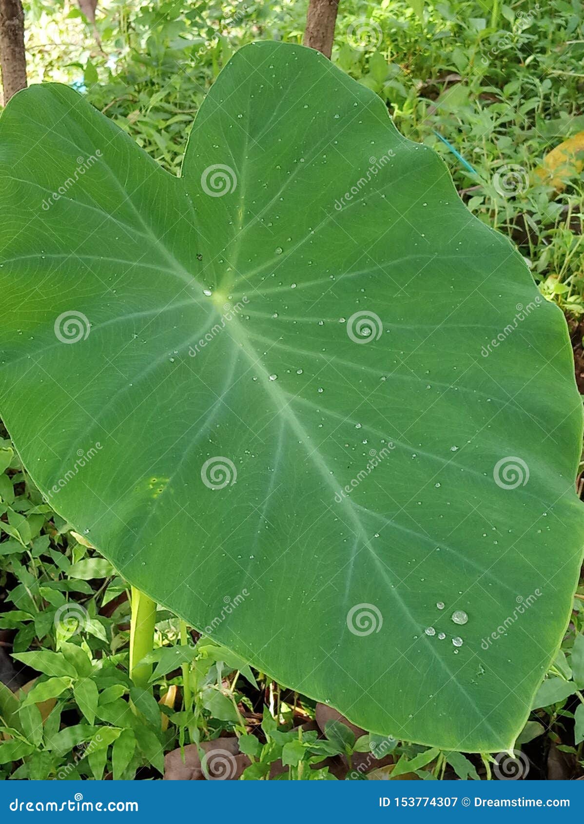 Singal leaf tree stock image. Image of earth, nature - 153774307