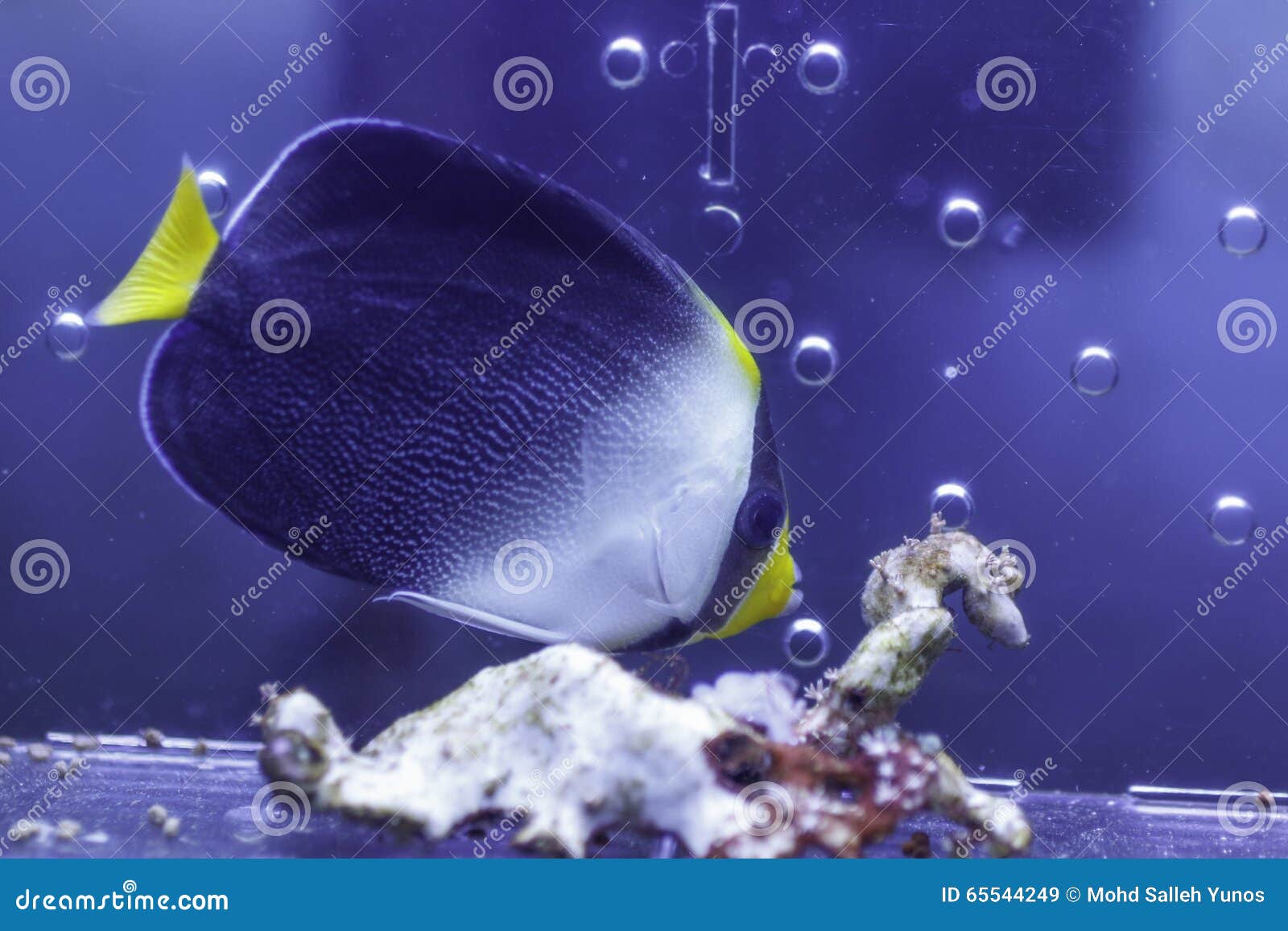 Singapore Angelfish stock image. Image of blooming, creature - 65544249
