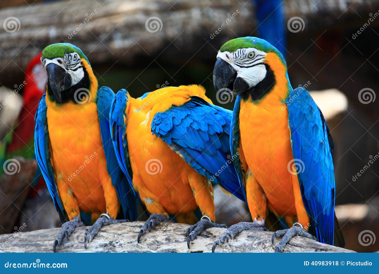 Singapore colored parrots stock photo. Image of leaves - 40983918