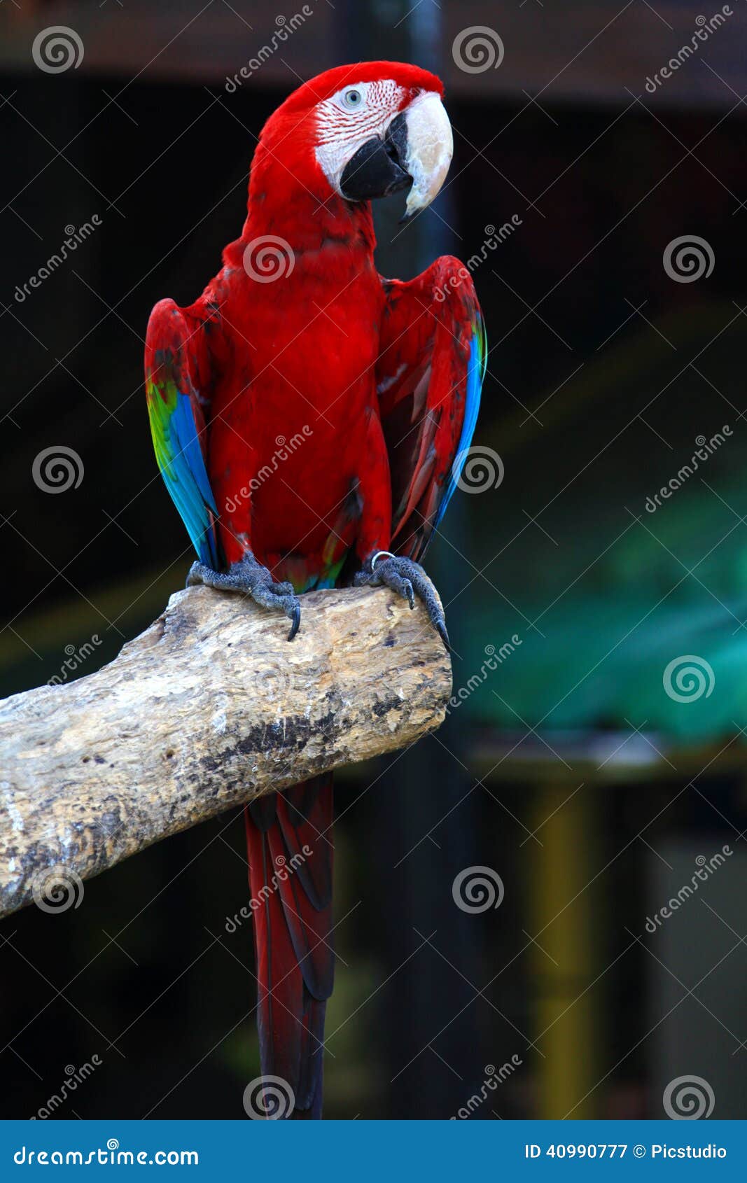 Singapore Ha Colorato Il Pappagallo Immagine Stock - Immagine di coda ...