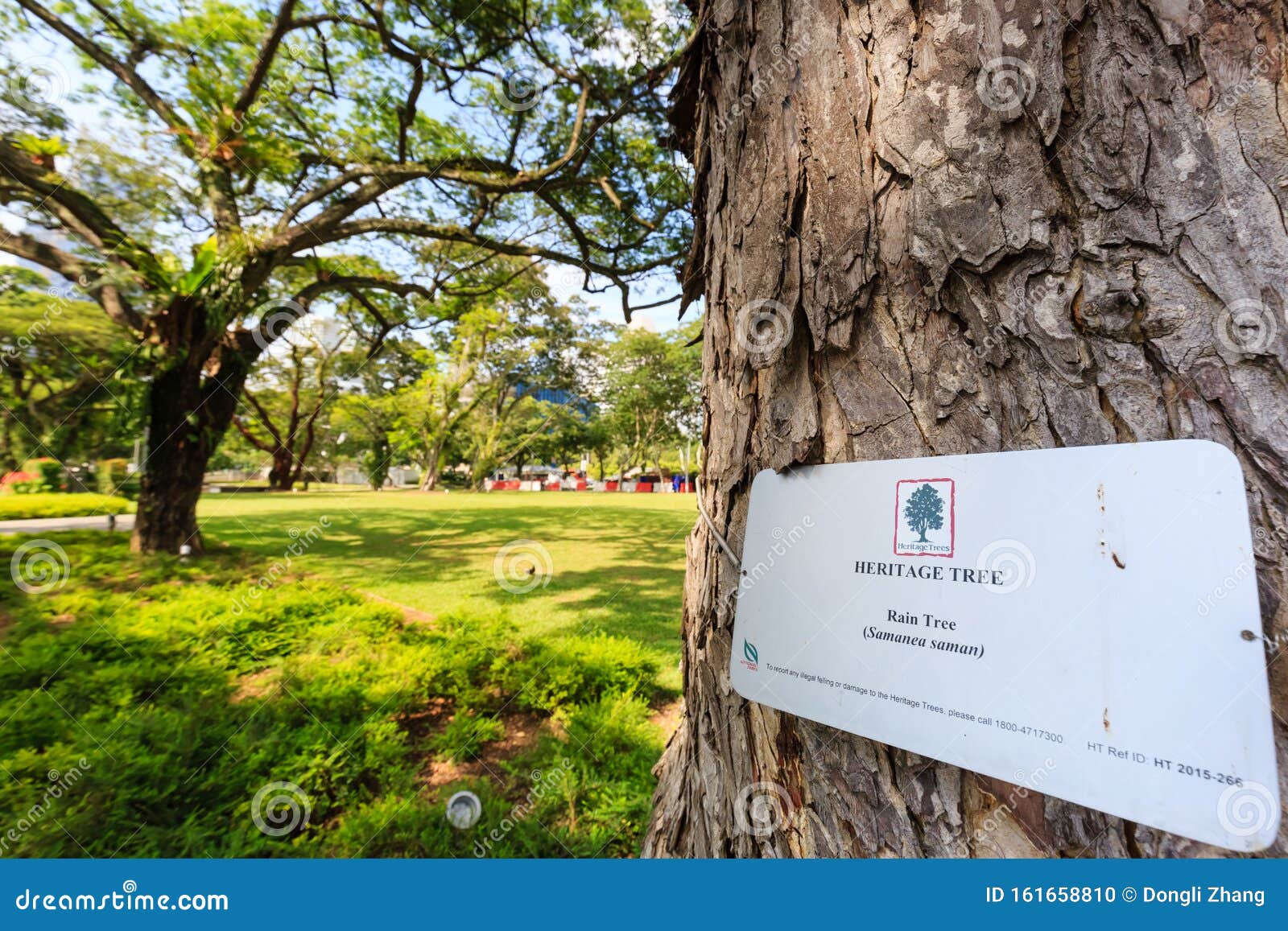 Singapore-05 MAY 2018:singapore Heritage Tree Sign Board on Rain Tree ...