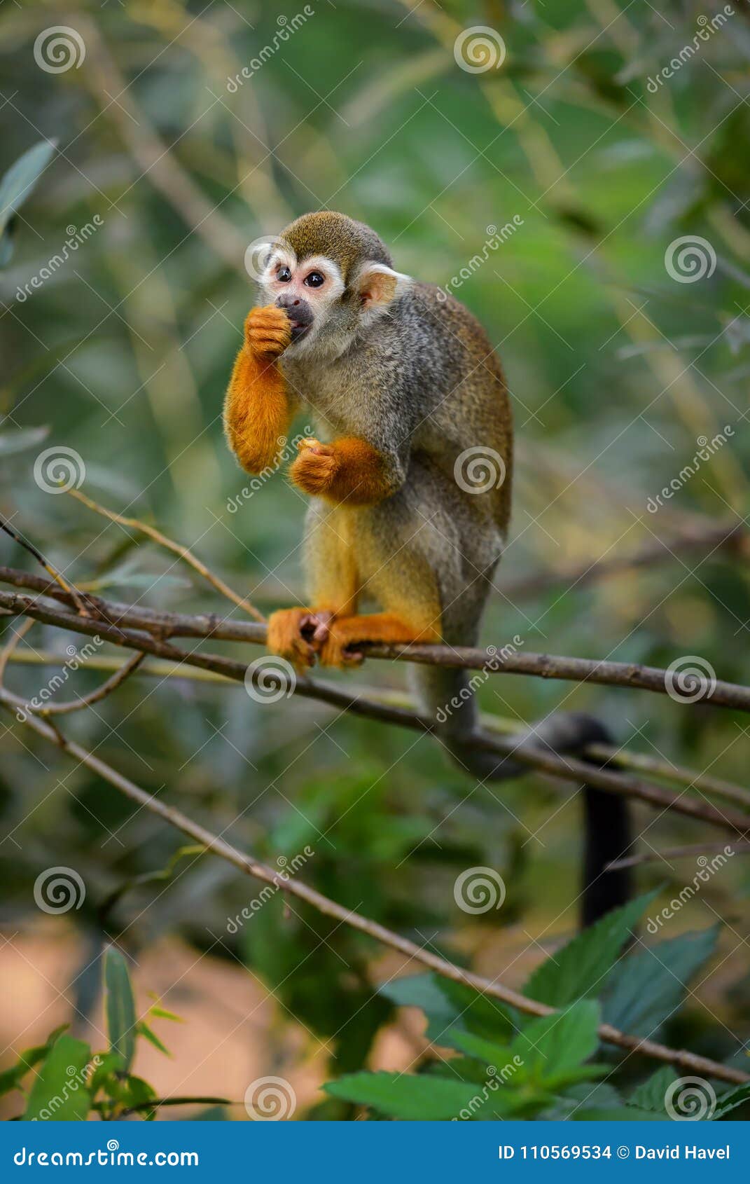 Singe-écureuil Commun - Sciureus De Saimiri Photo stock - Image du ...