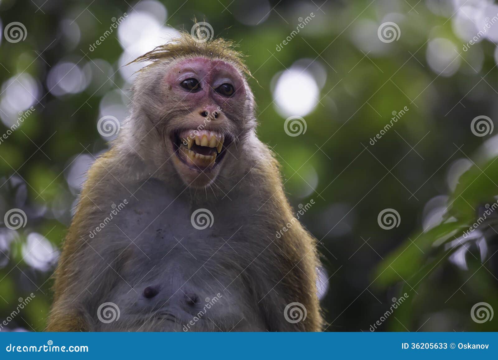 Singe image stock. Image du grimace, endémique, brun - 36205633
