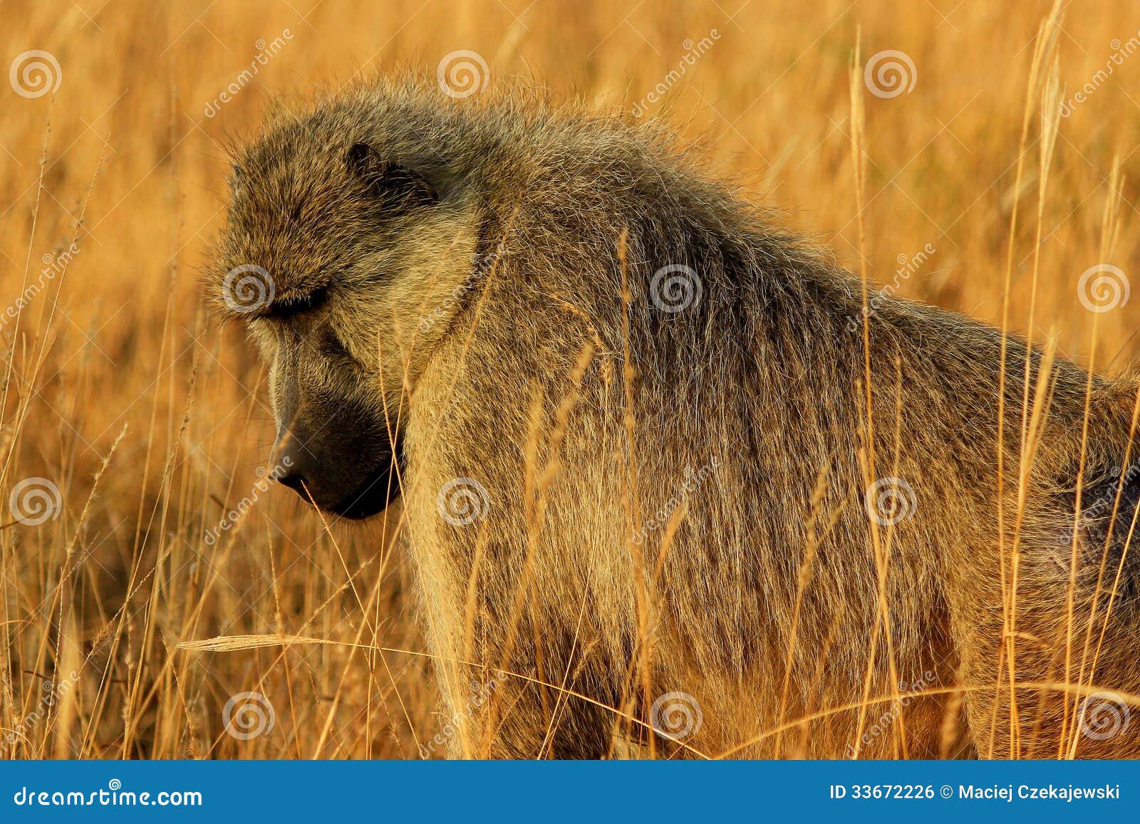Singe africain de babouin photo stock. Image du rouge - 33672226