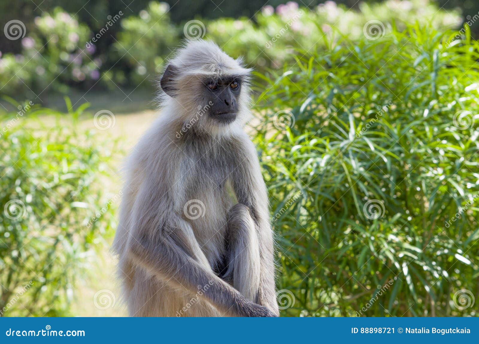 Singe Animal Dans Le Langur Plat Du Sud D'Inde Image stock - Image du ...